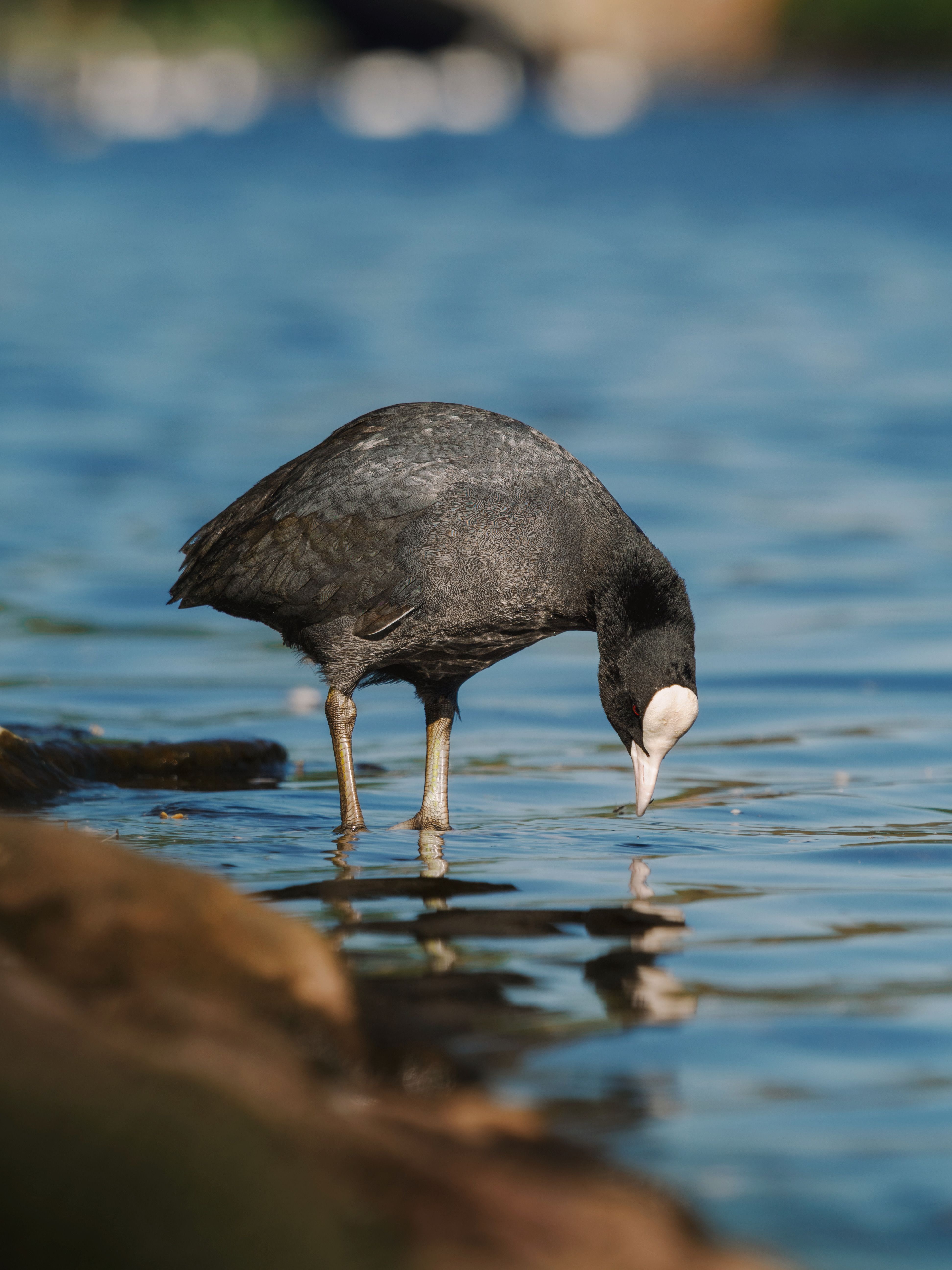 Eurasian Coot Feeding at Lake in Berlin · Free Stock Photo