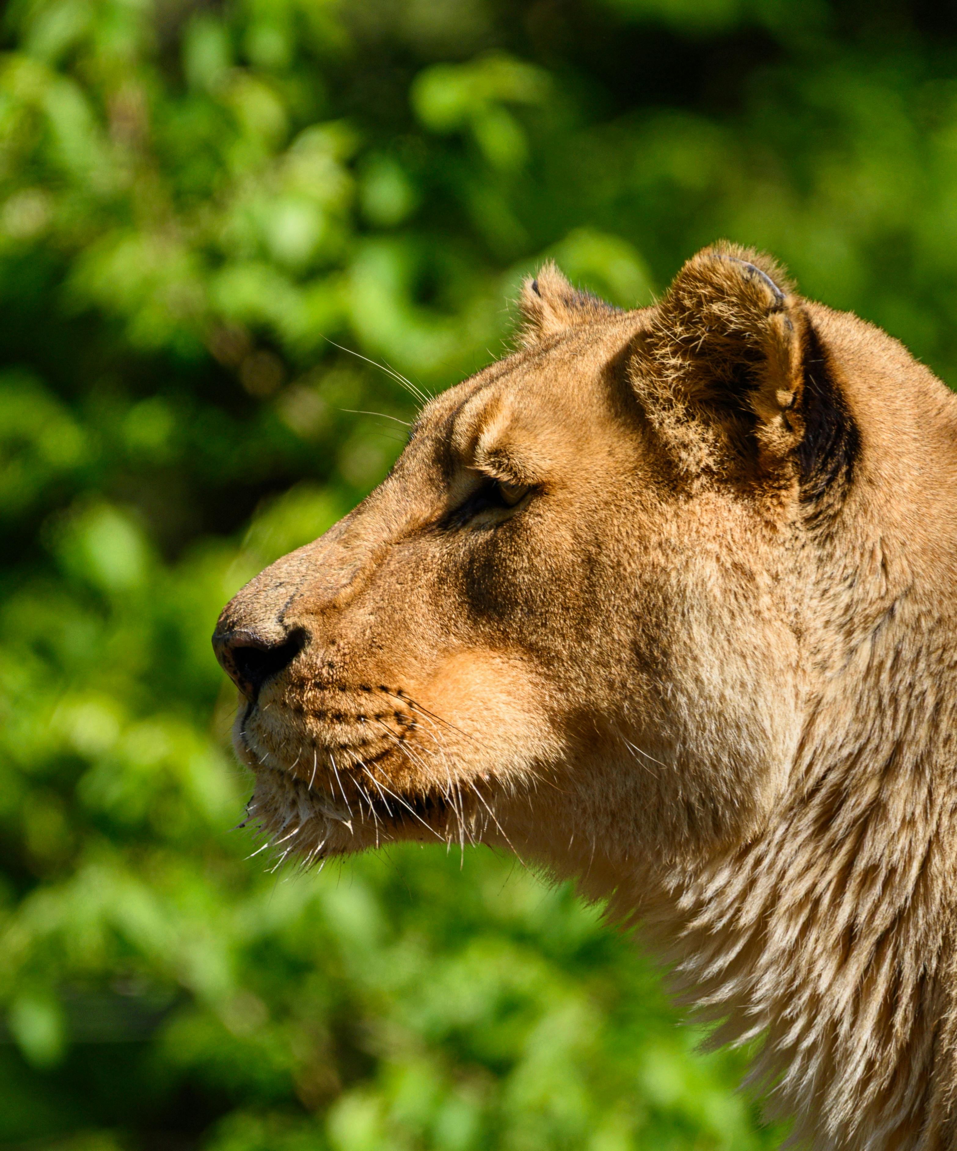 lioness face side