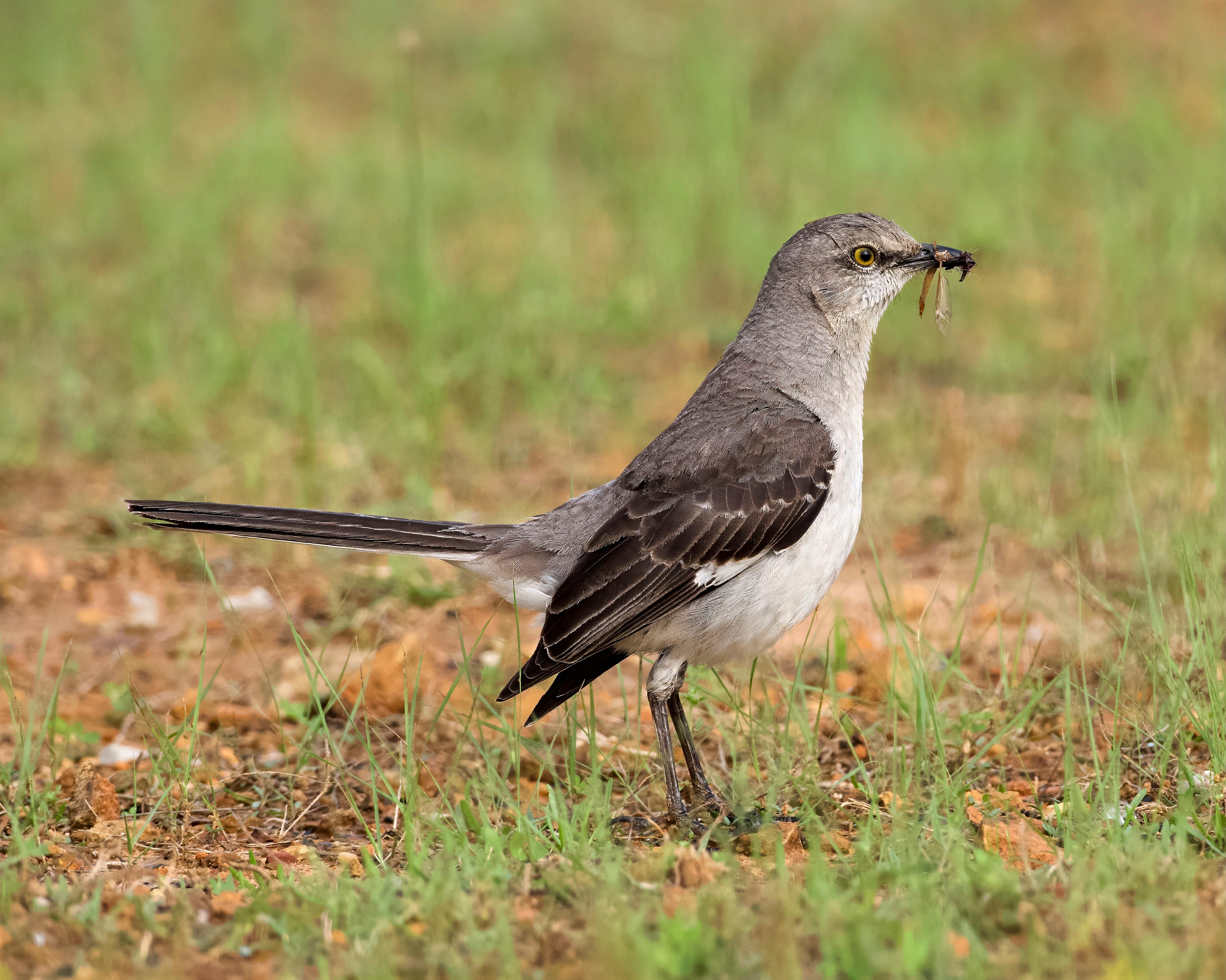 Northern Mockingbird Feeding in Decatur Field · Free Stock Photo