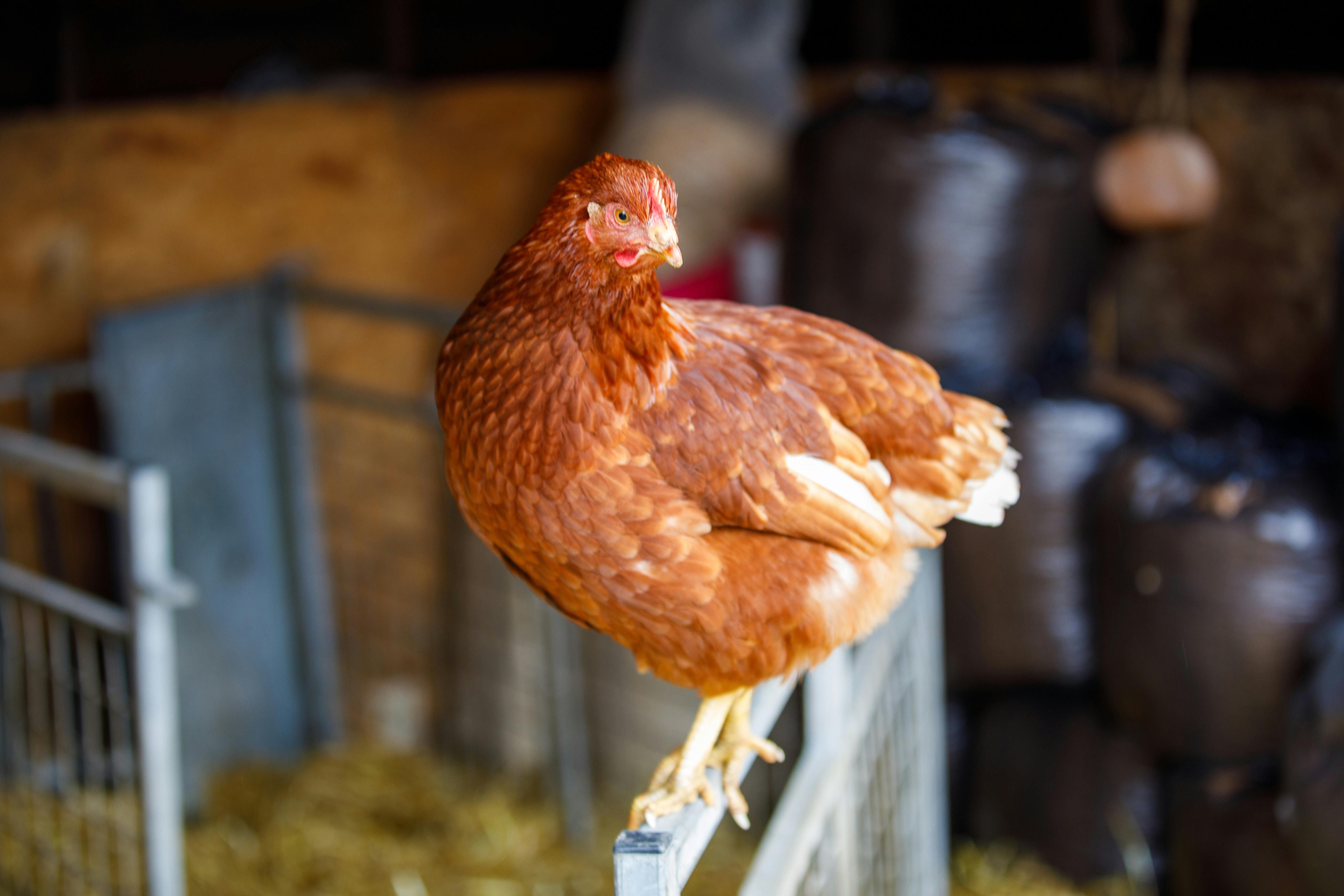 Kfc Chicken Photos, Download The BEST Free Kfc Chicken Stock Photos ...