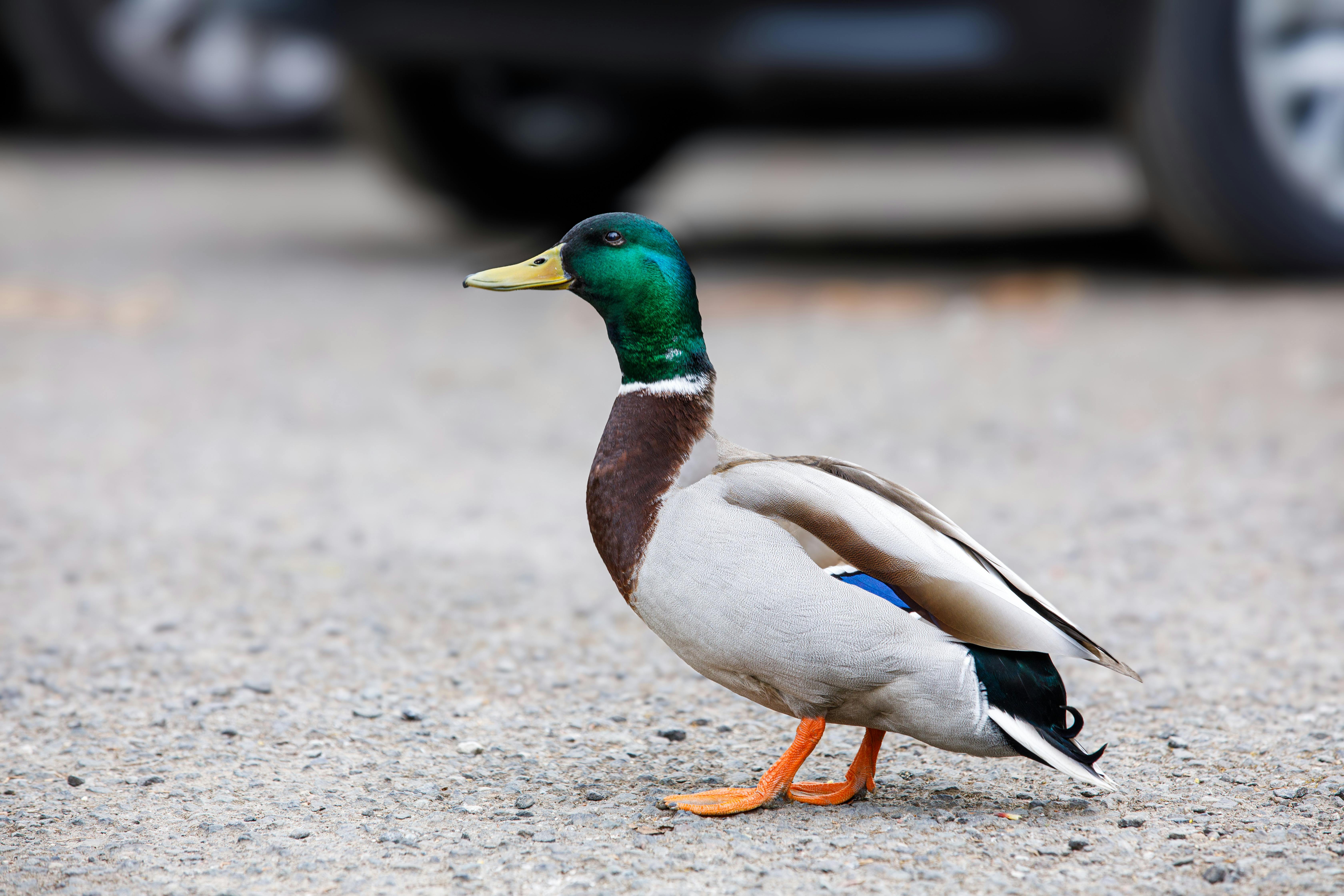 Foto de stock gratuita sobre acera, al aire libre, alas grises, ánade ...