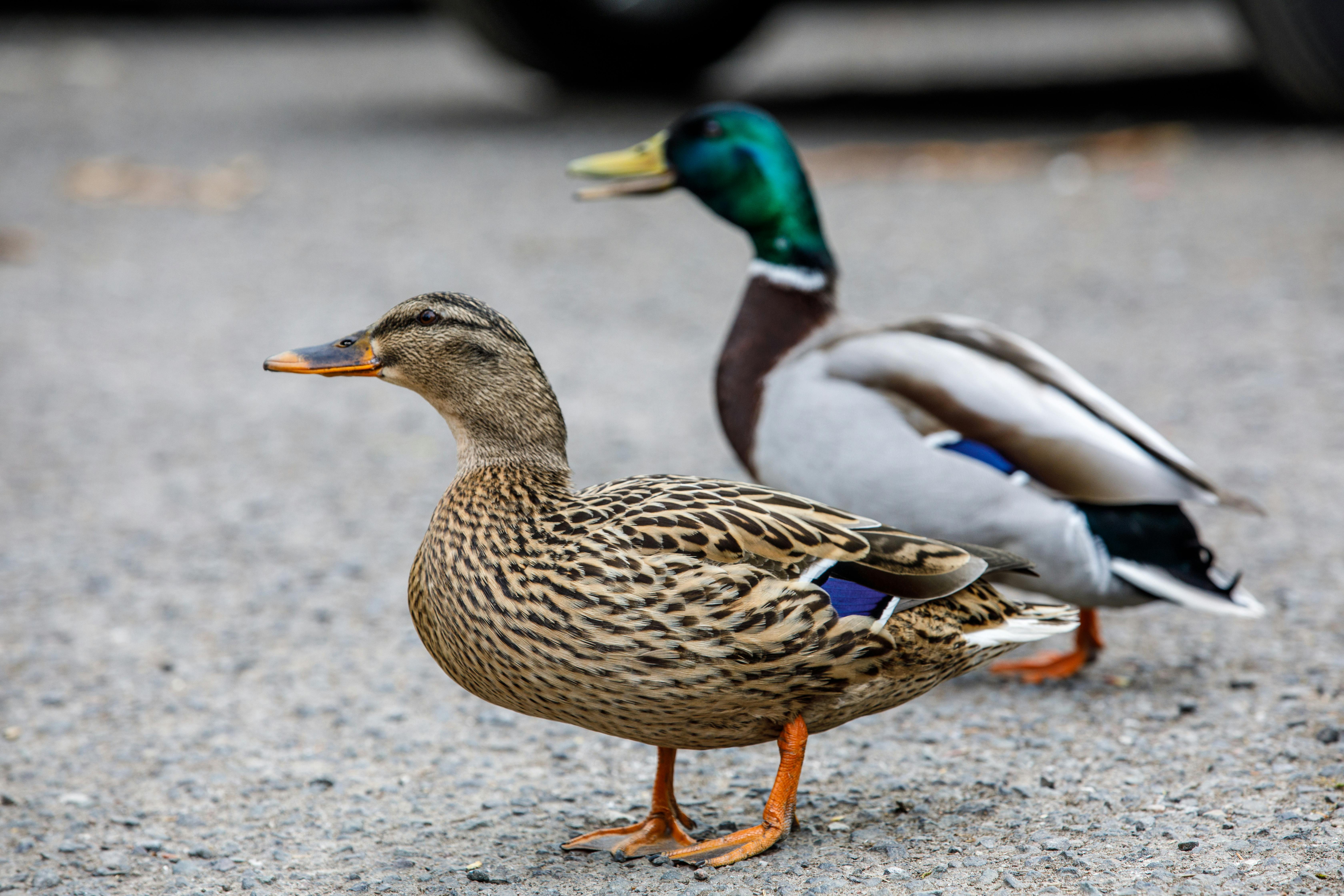 Purah+Maplestar+Full+Video Photos, Download The BEST Free Purah ...