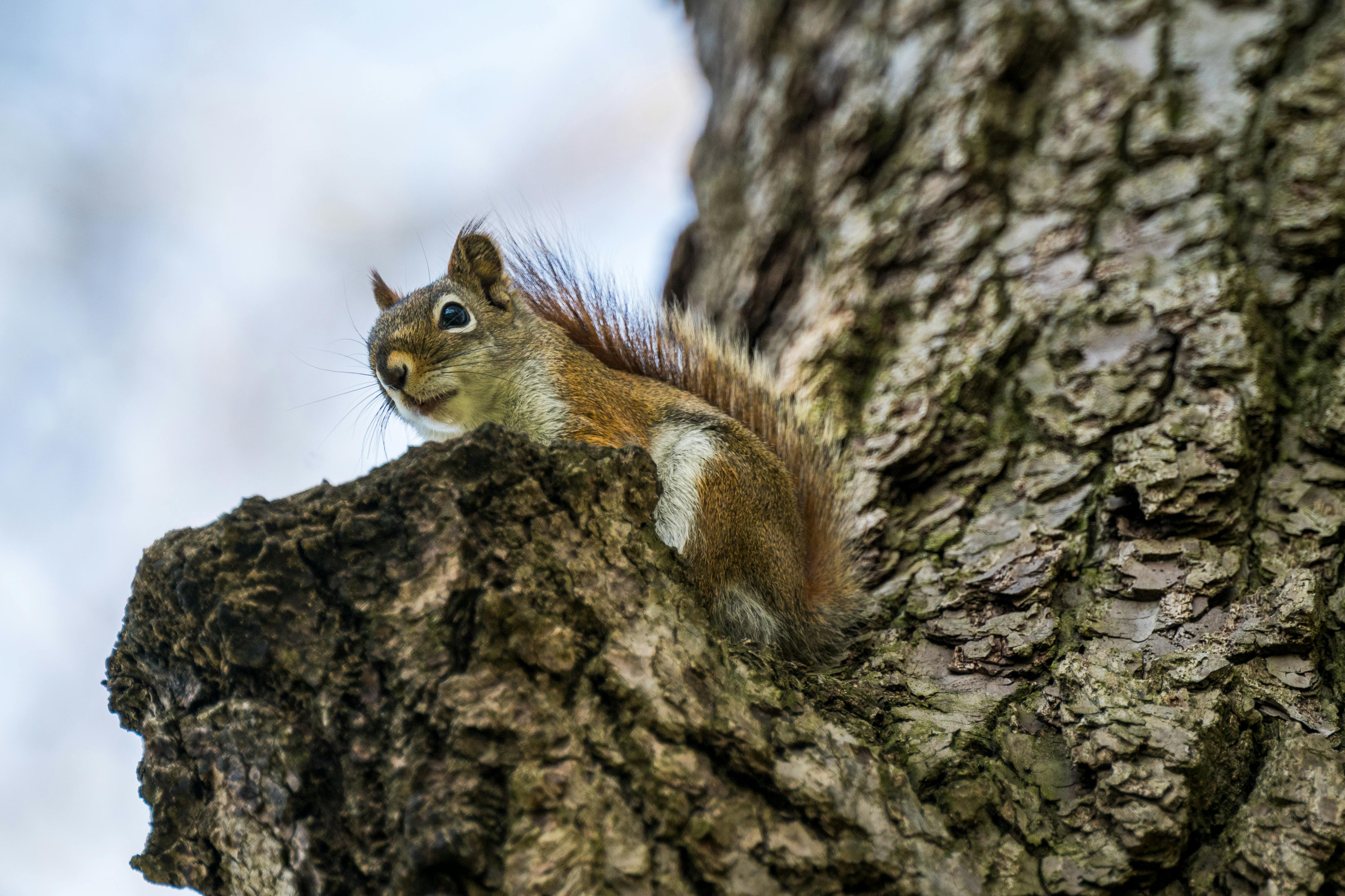 Forest Animal Photos, Download The BEST Free Forest Animal Stock Photos ...