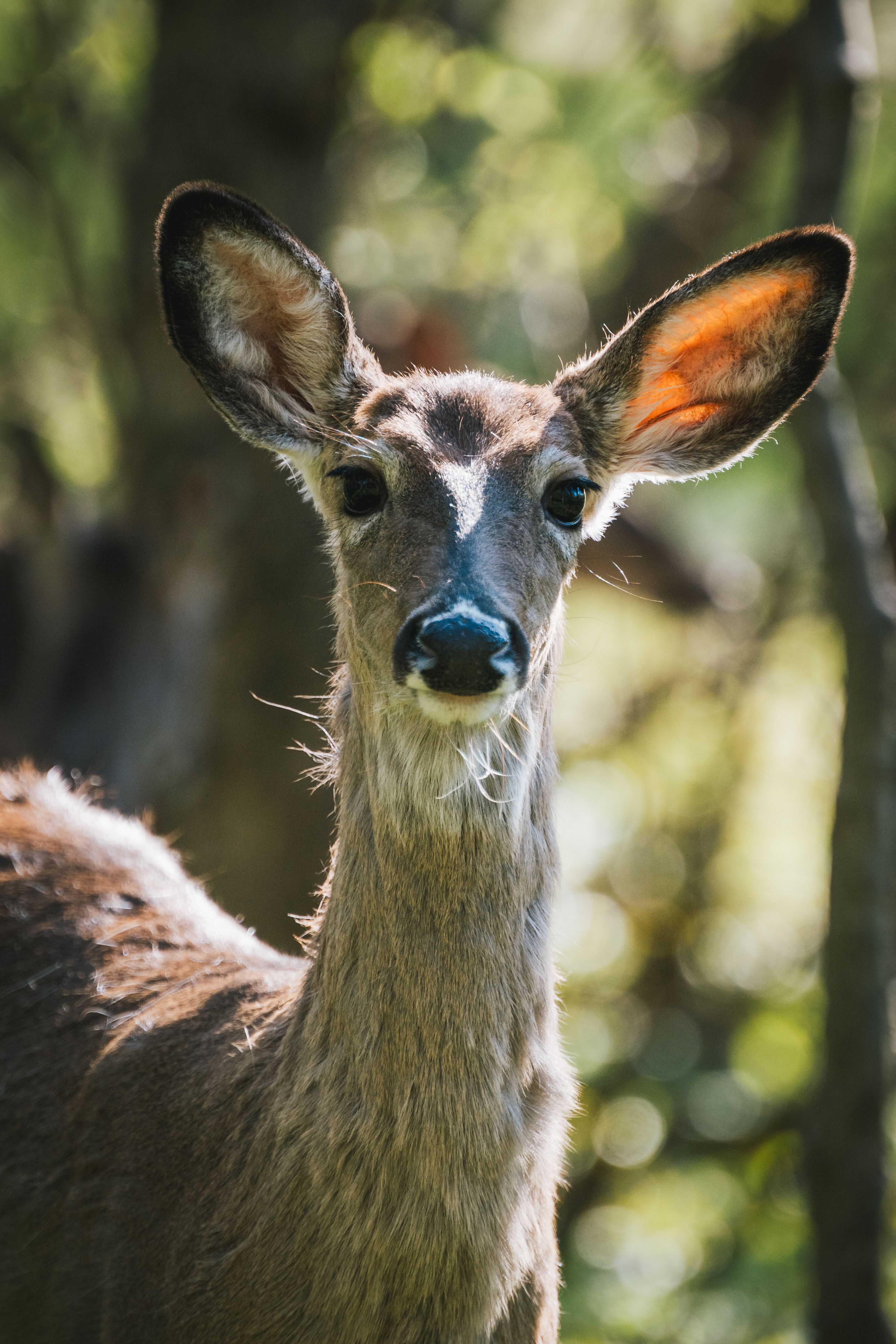Forest Animal Photos, Download The BEST Free Forest Animal Stock Photos ...