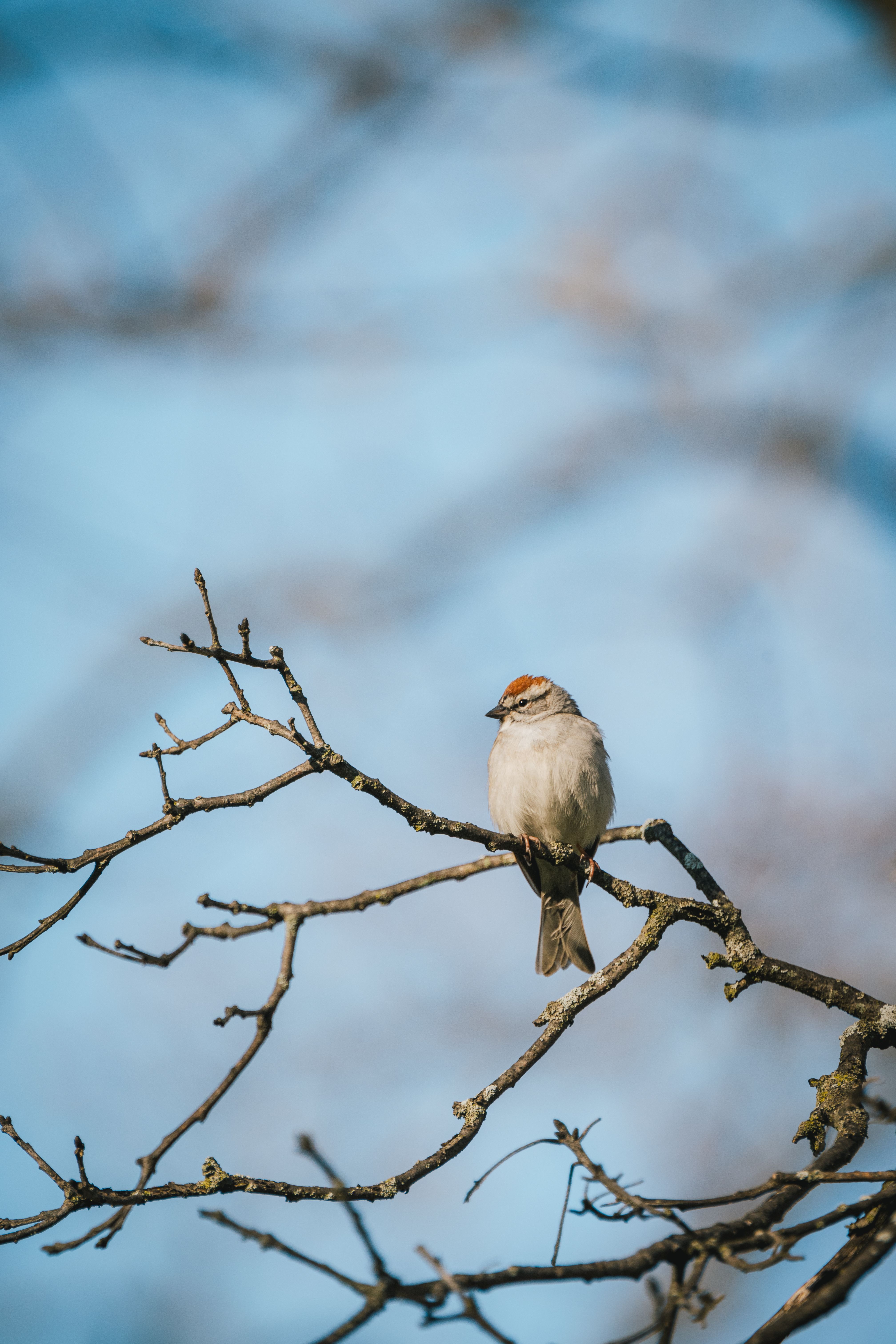 Animals In Spring Photos, Download The BEST Free Animals In Spring ...
