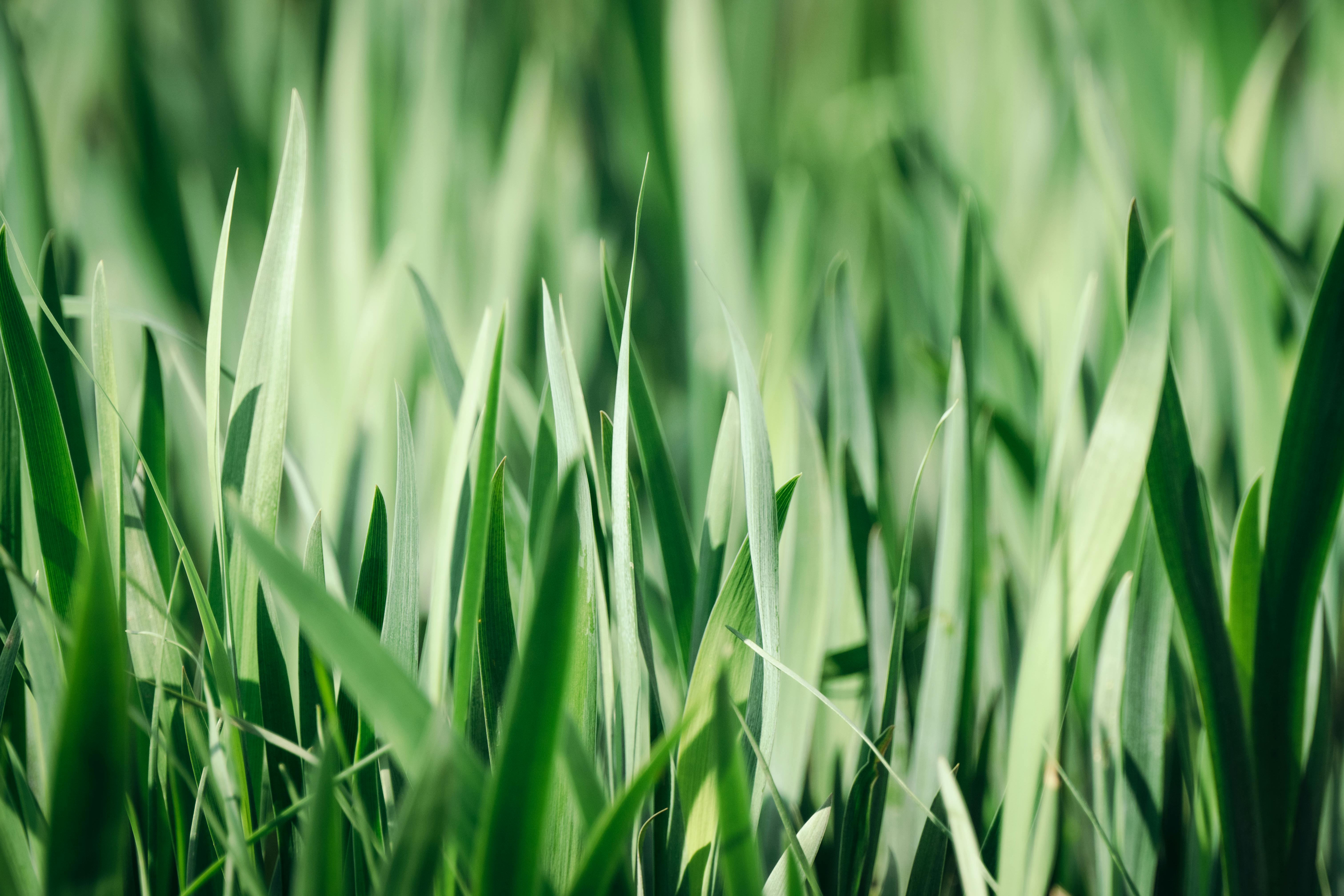 Plants Without Background Photos, Download The BEST Free Plants Without ...