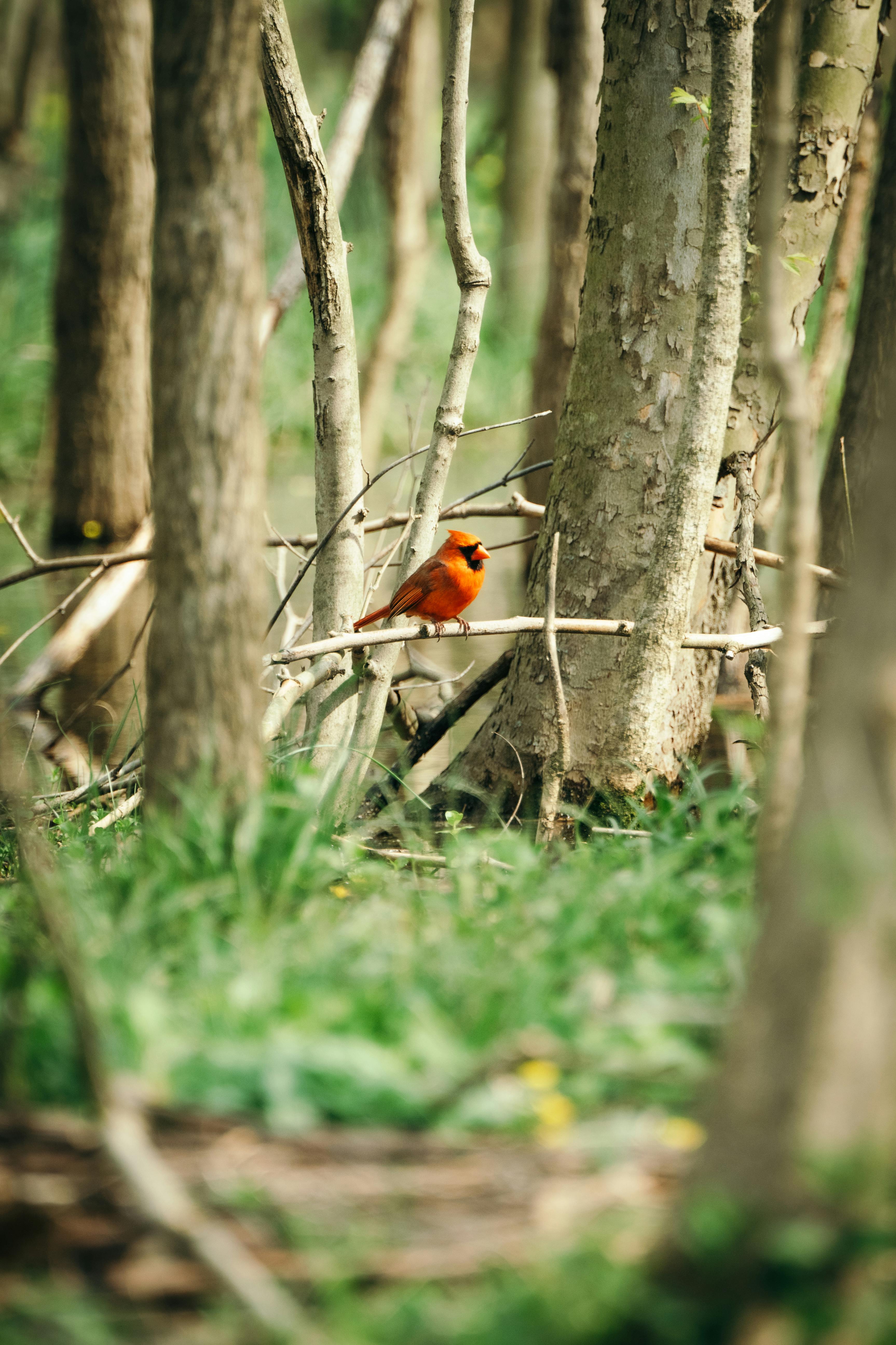 Vibrant Northern Cardinal in Spring Forest · Free Stock Photo
