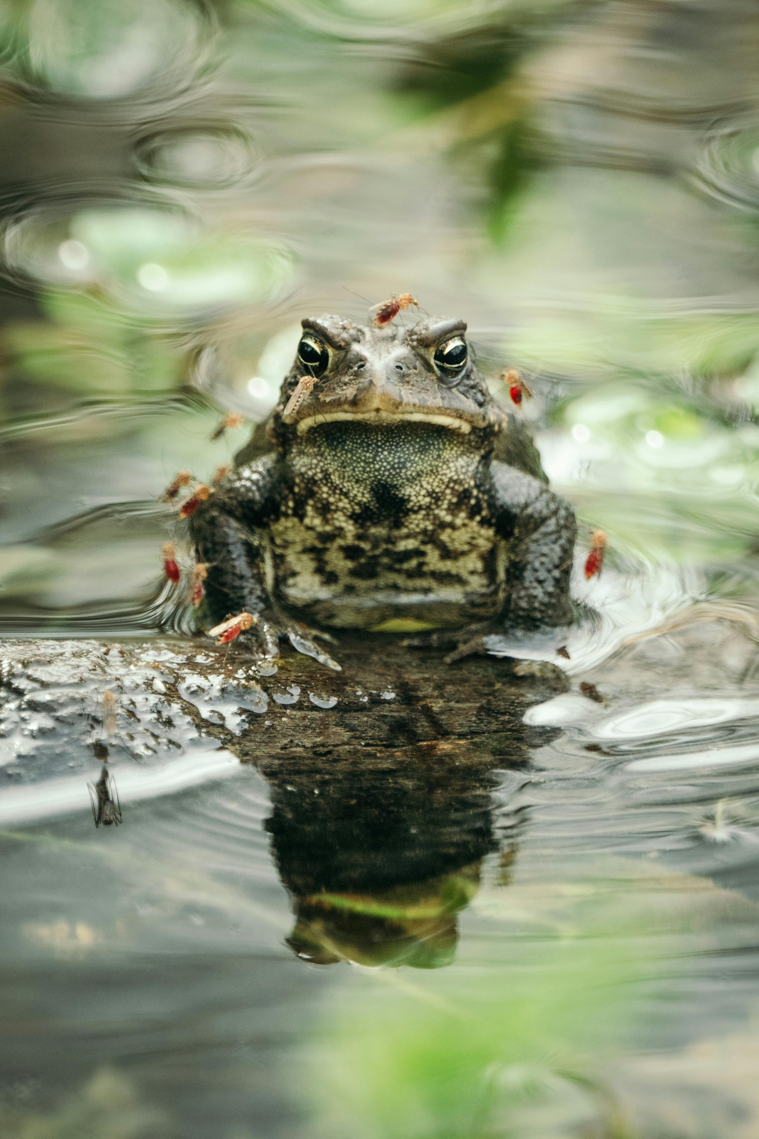 Creature Photos, Download The BEST Free Creature Stock Photos & HD Images