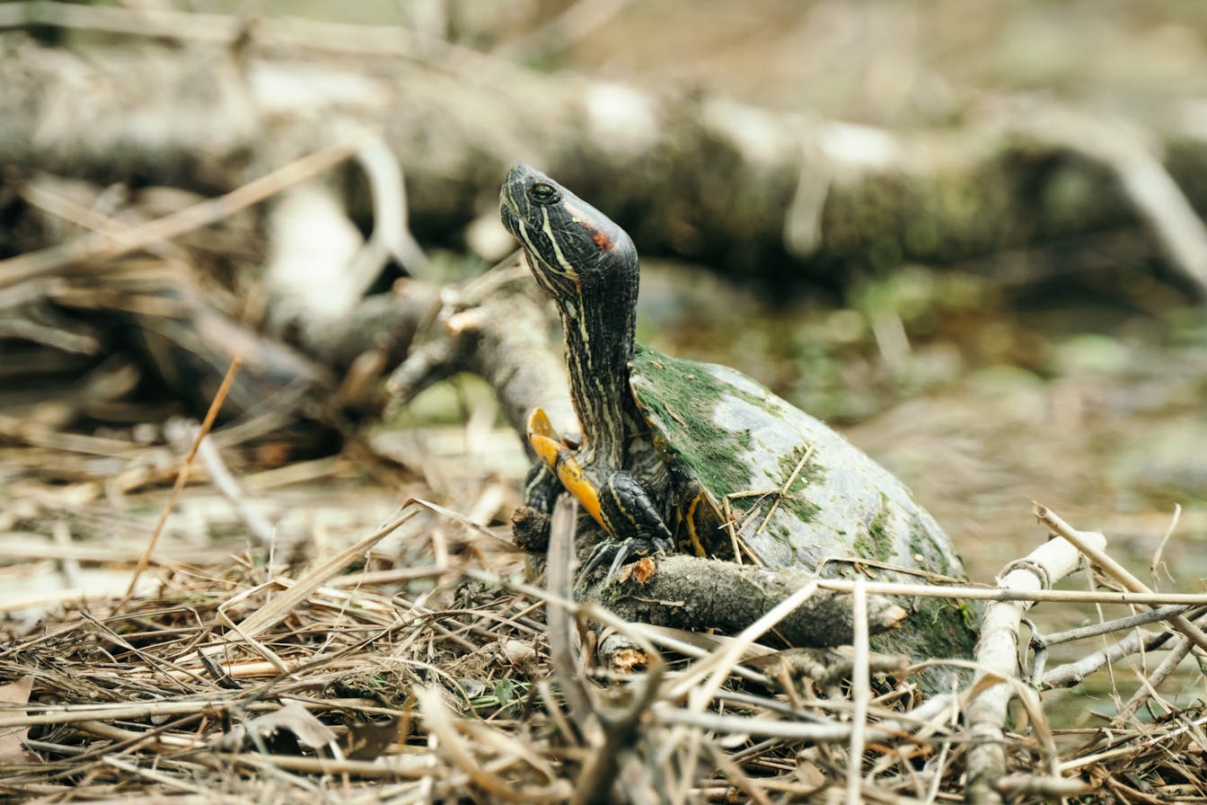 Reptile Reproduction: Simple Guide to Types and Methods