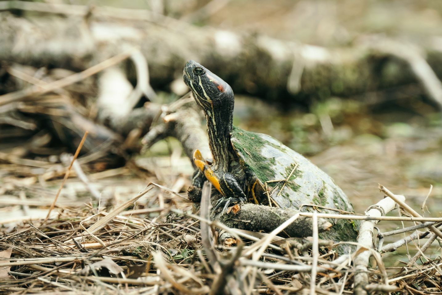 Turtle Reproduction in Wild and Captivity: A Simple Guide