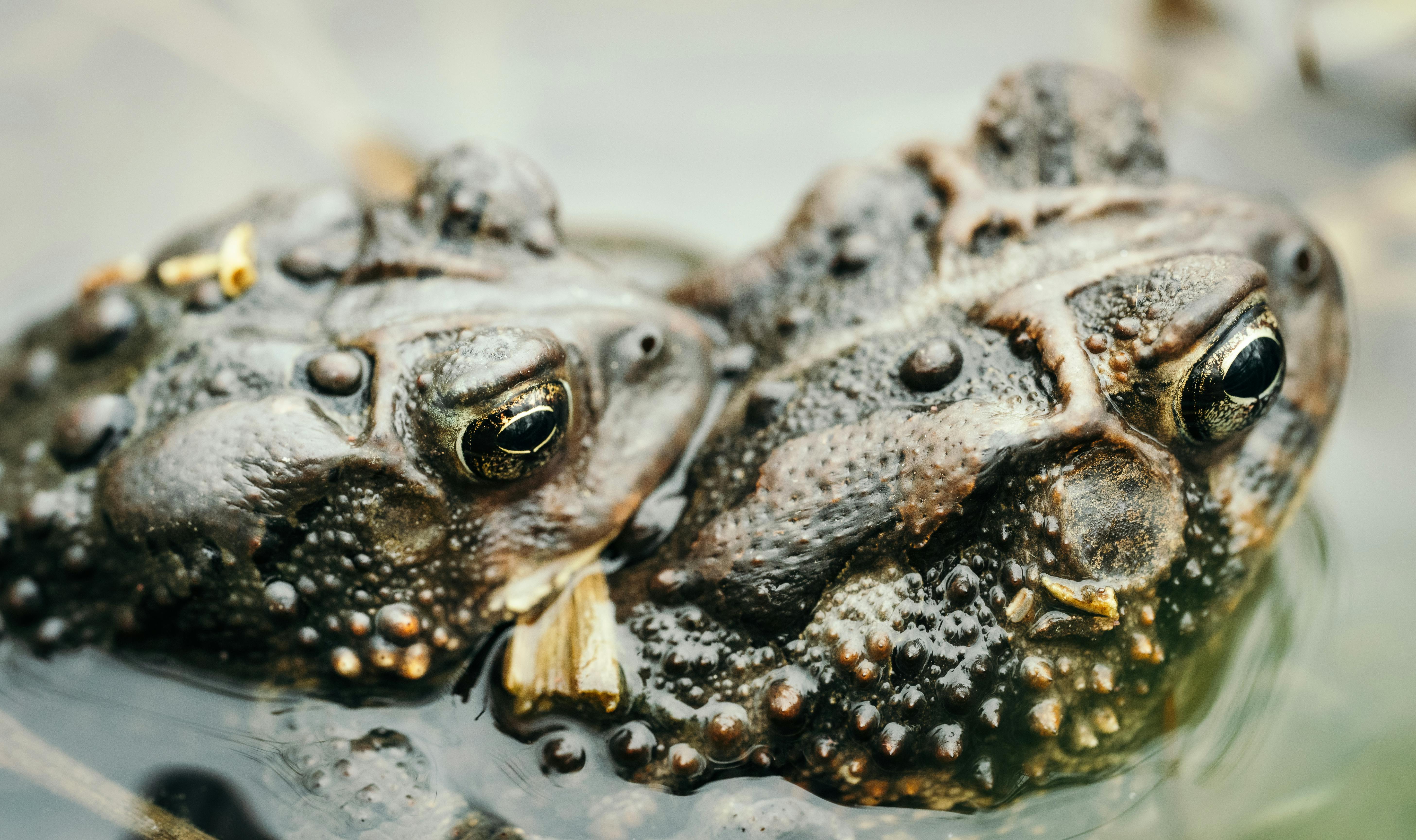 Close-up of Two American Toads in Water · Free Stock Photo