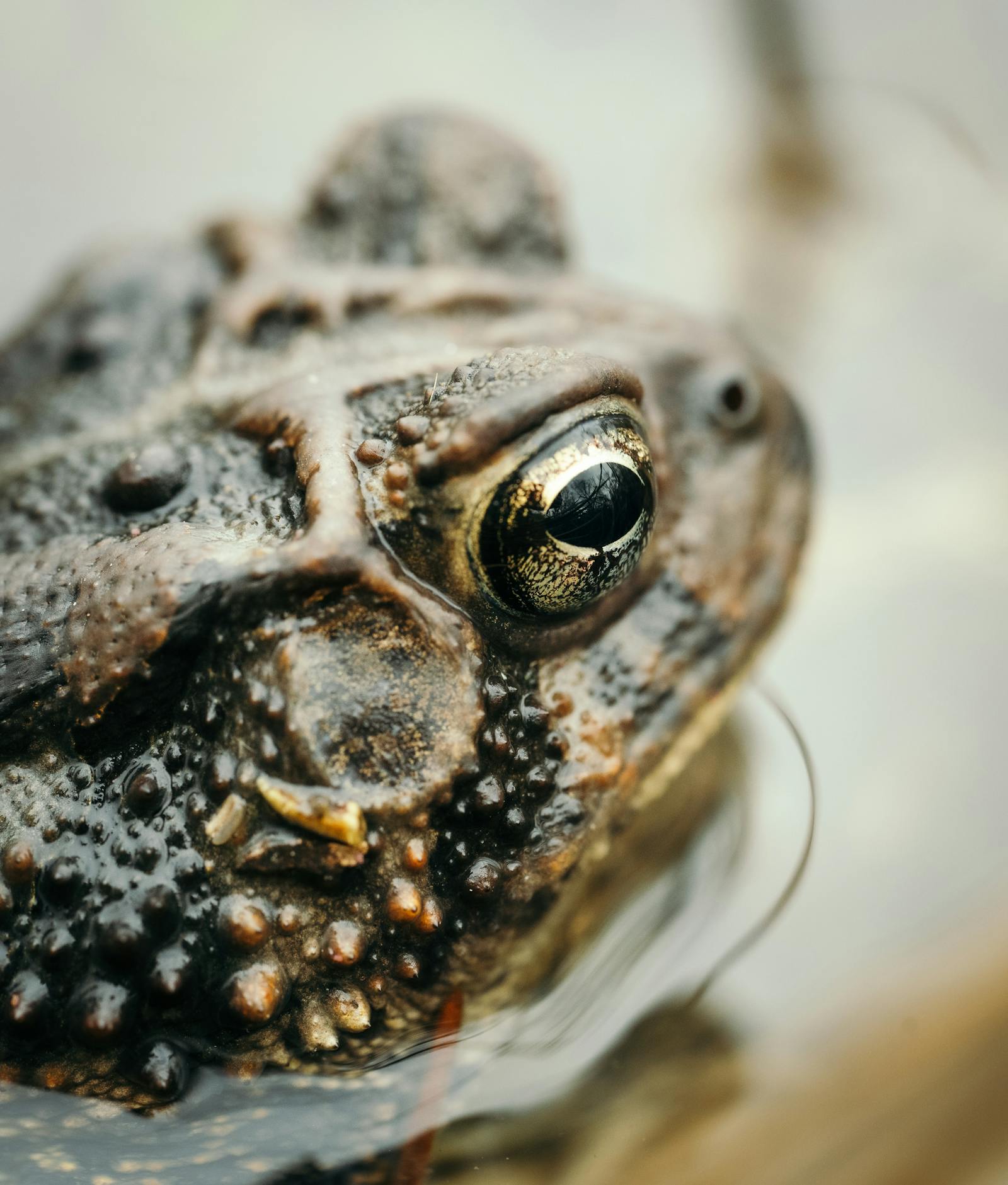 Toad Photos, Download The BEST Free Toad Stock Photos & HD Images