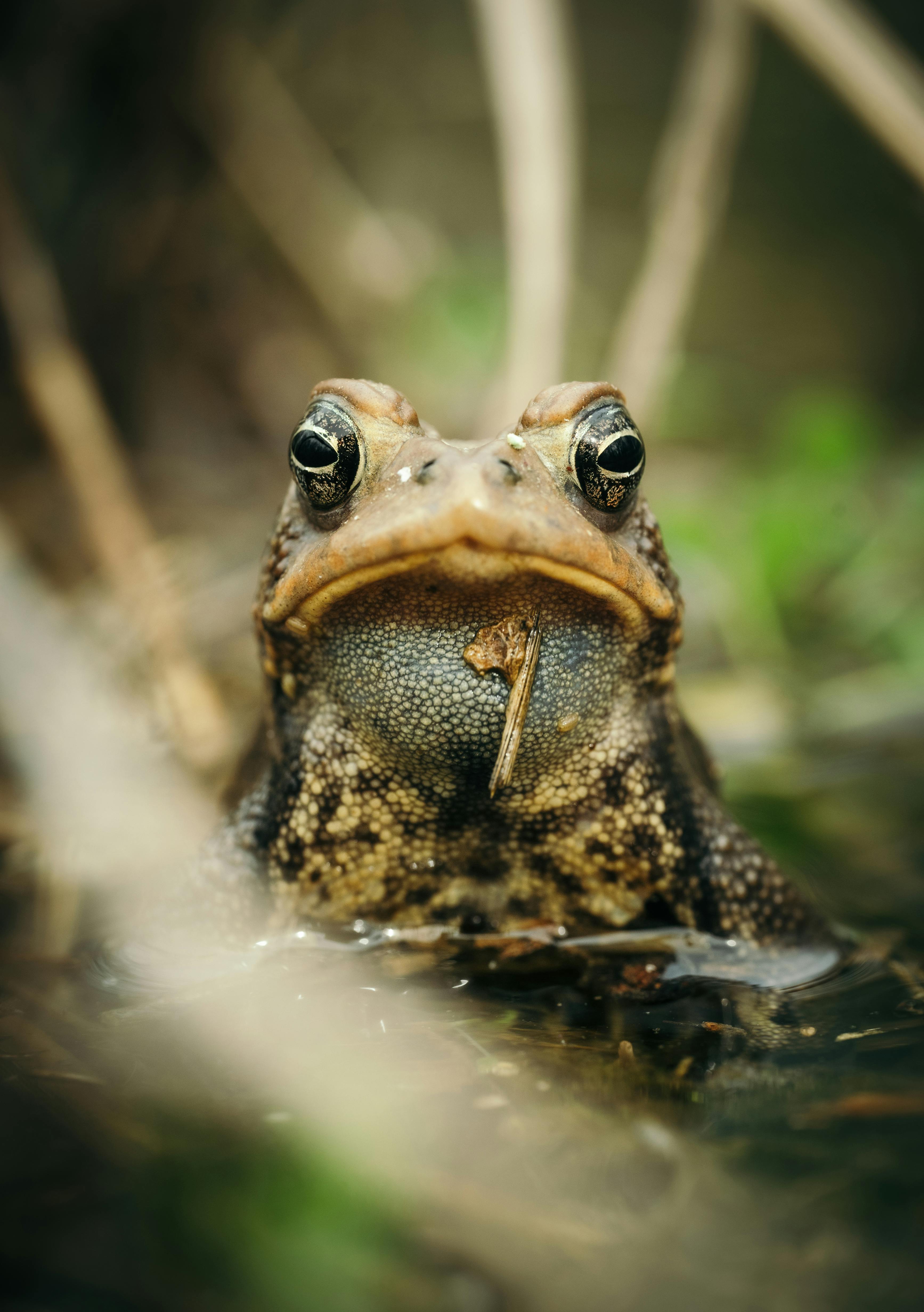 Funny Frog Photos, Download The BEST Free Funny Frog Stock Photos & HD ...