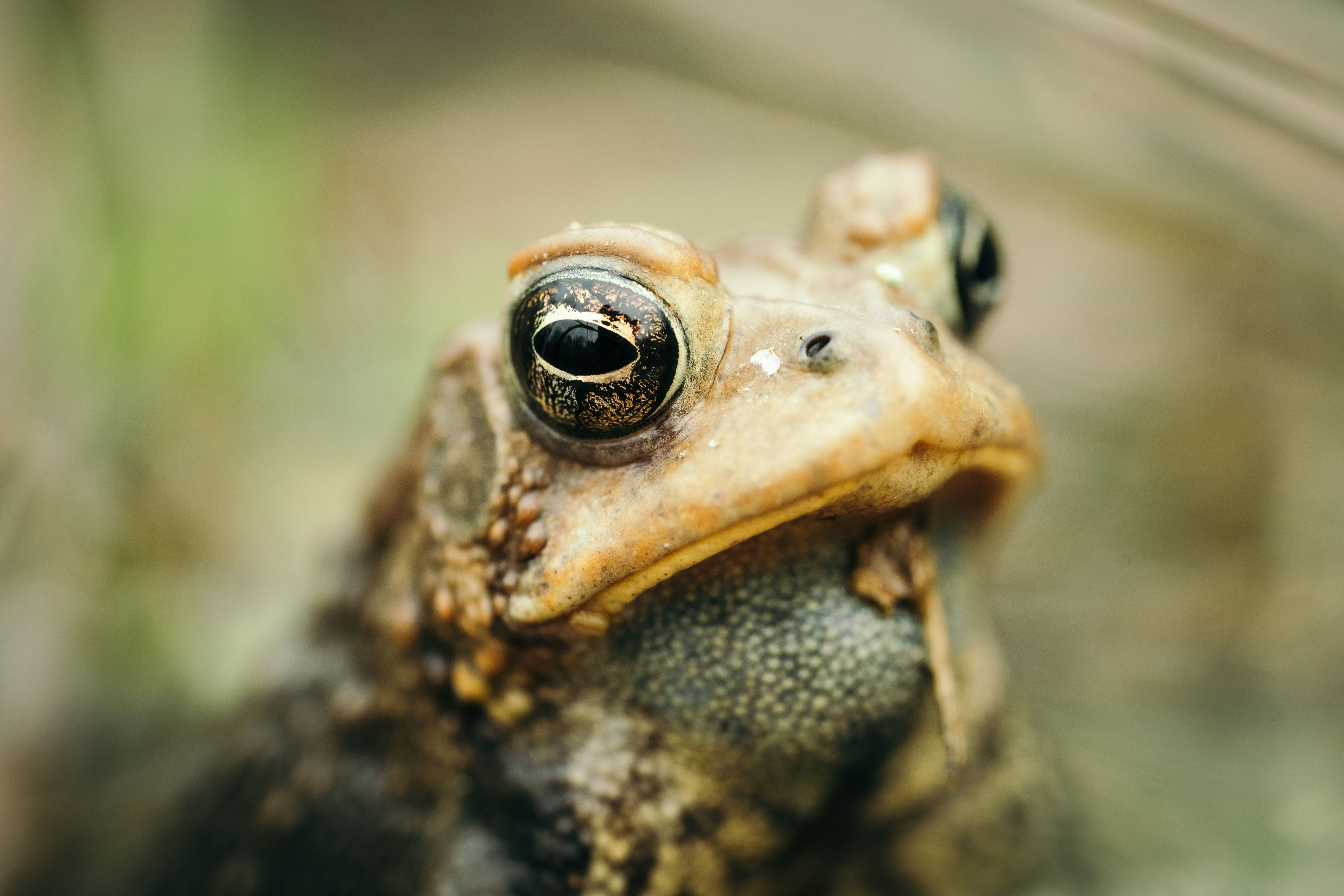 Close-up Portrait of a Toad in Natural Habitat · Free Stock Photo
