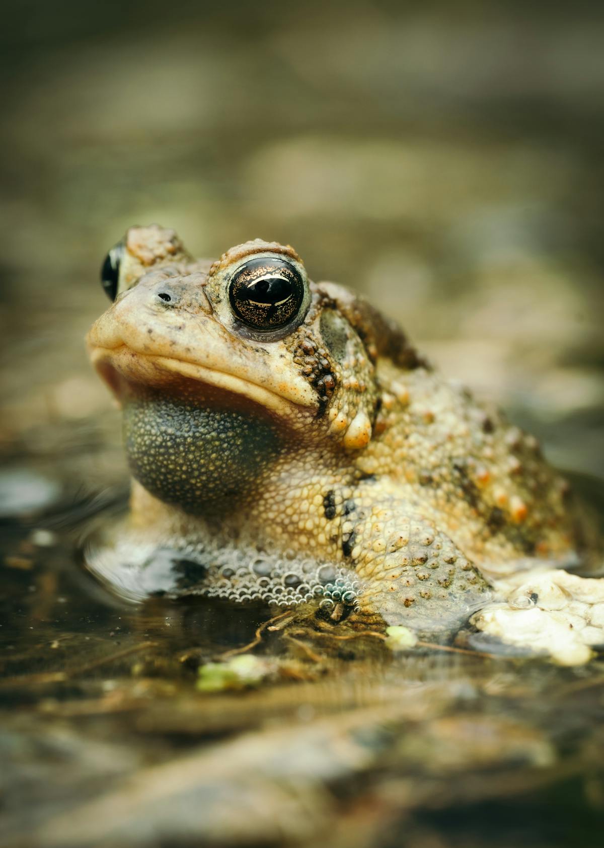 Toad Photos, Download The BEST Free Toad Stock Photos & HD Images