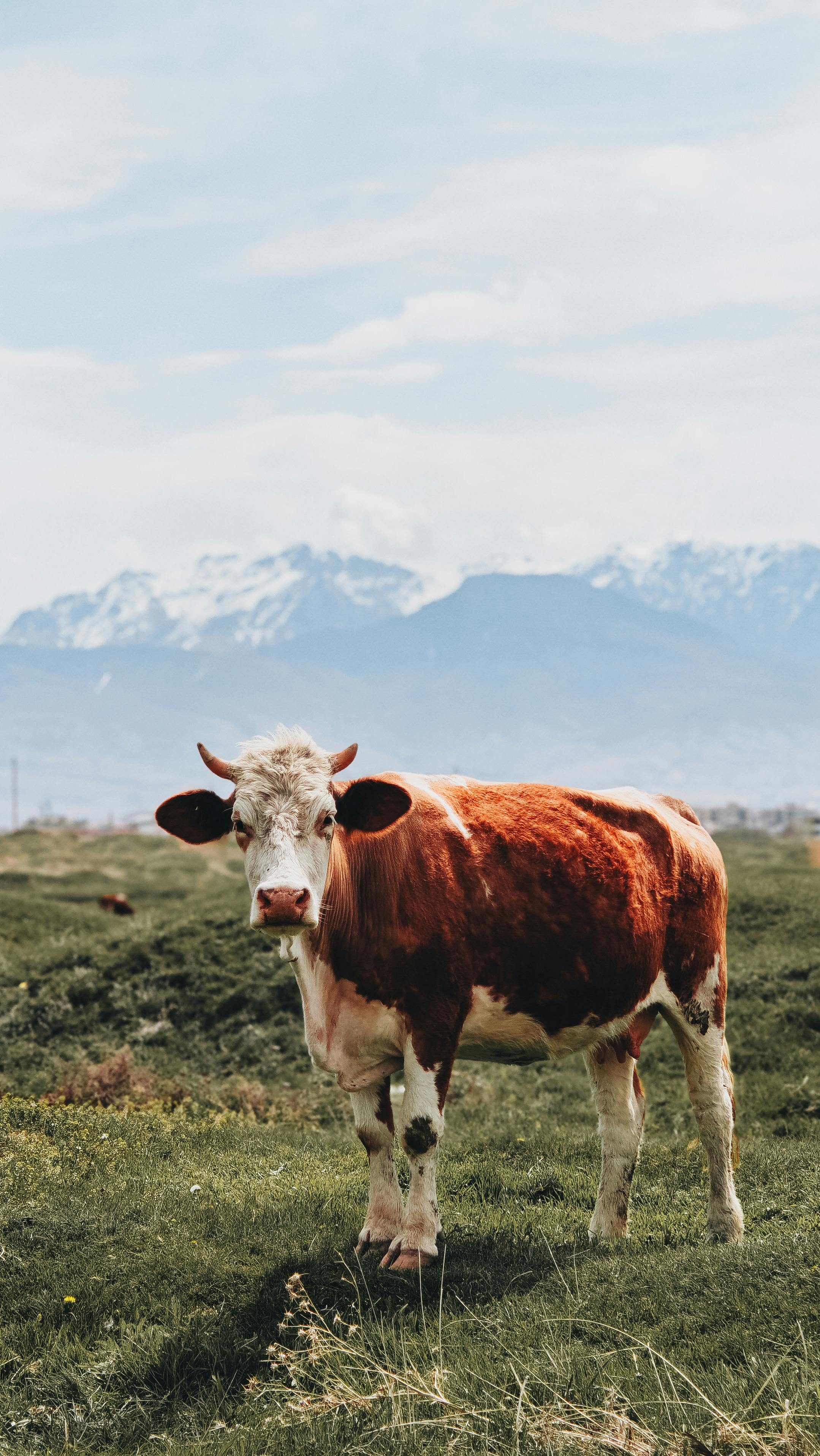 Farm Life Photos, Download The BEST Free Farm Life Stock Photos & HD Images