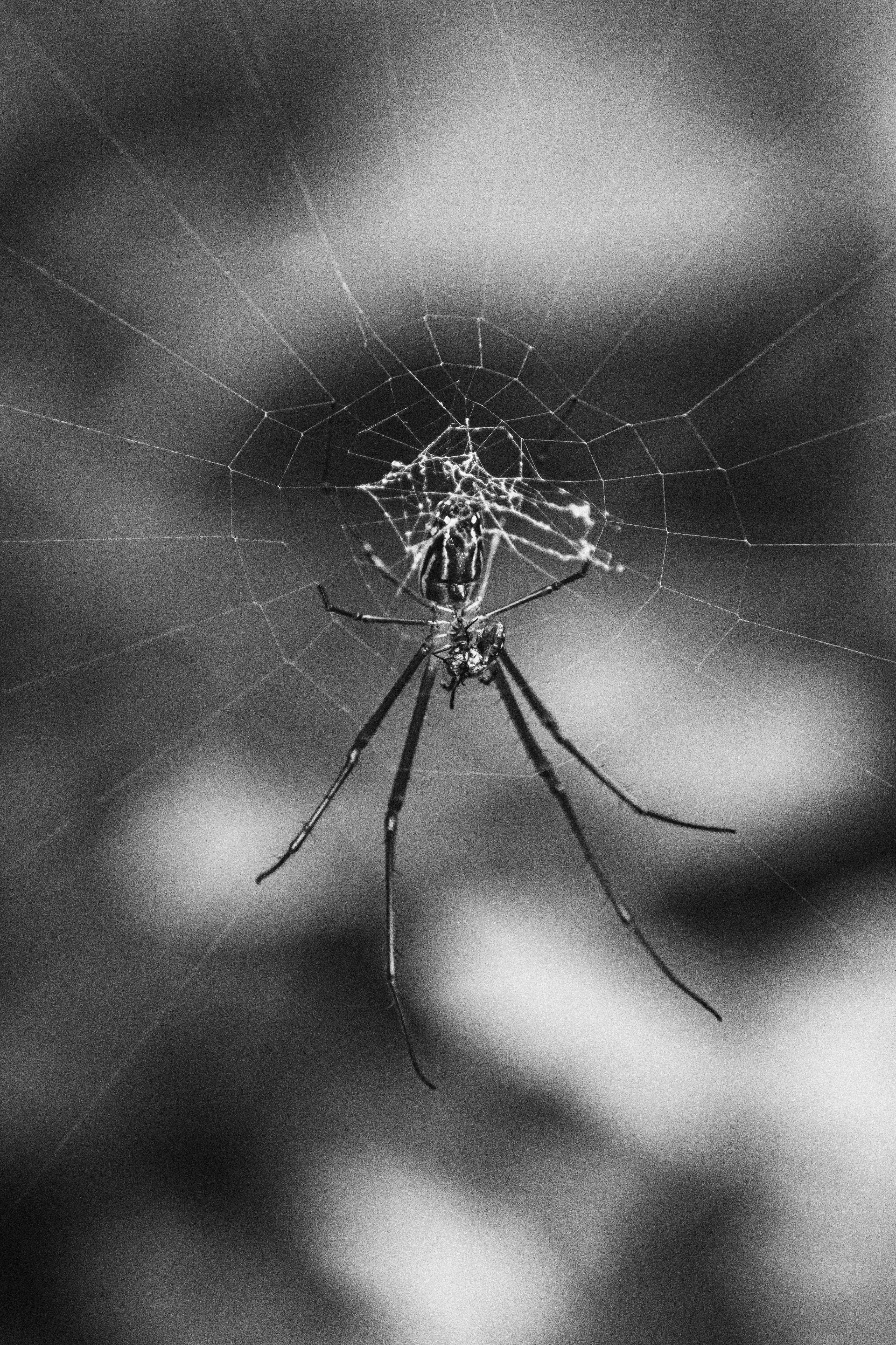 Wallace Castro – fotografie