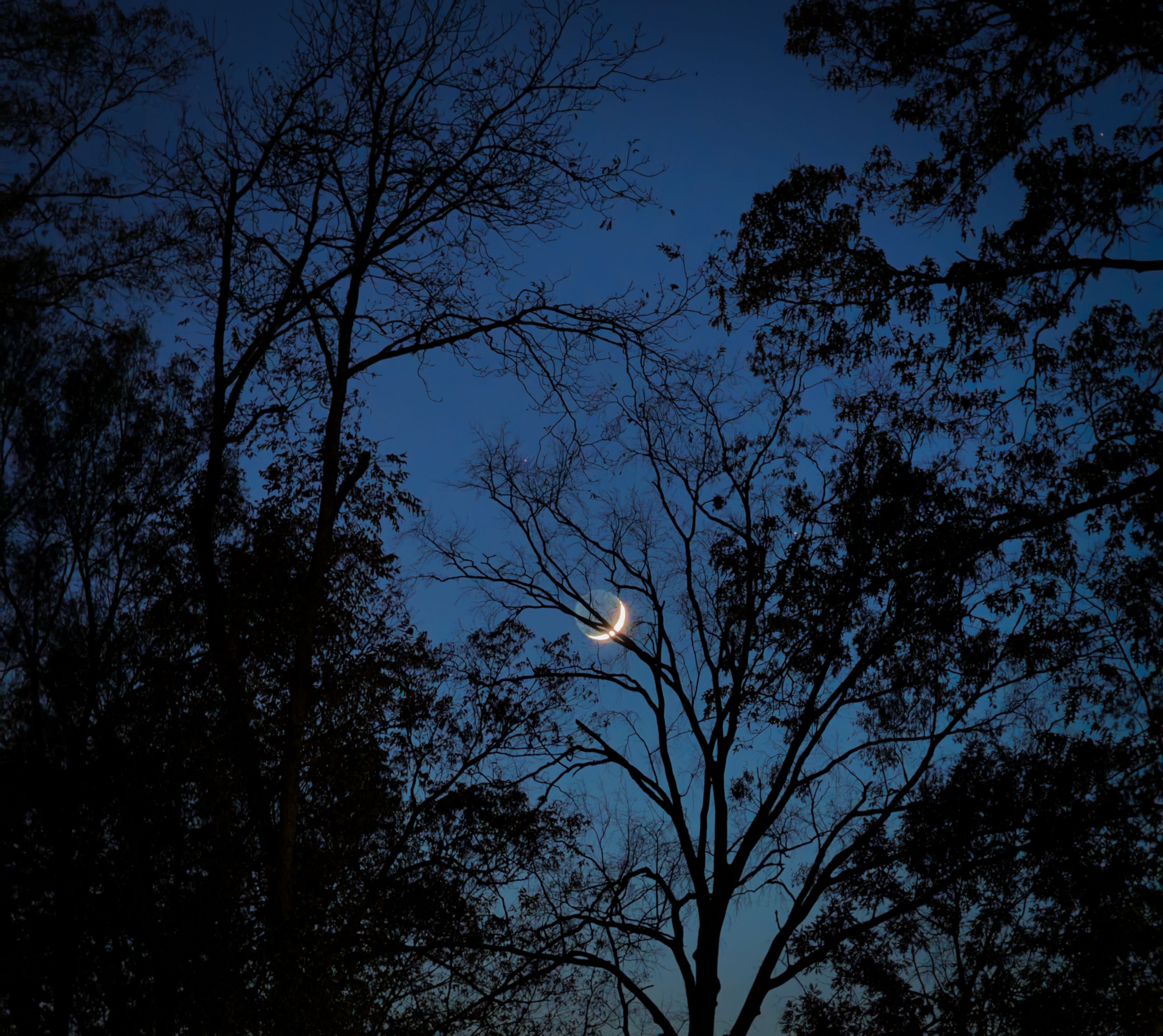 Crescent Moon Through Silhouetted Trees at Night · Free Stock Photo