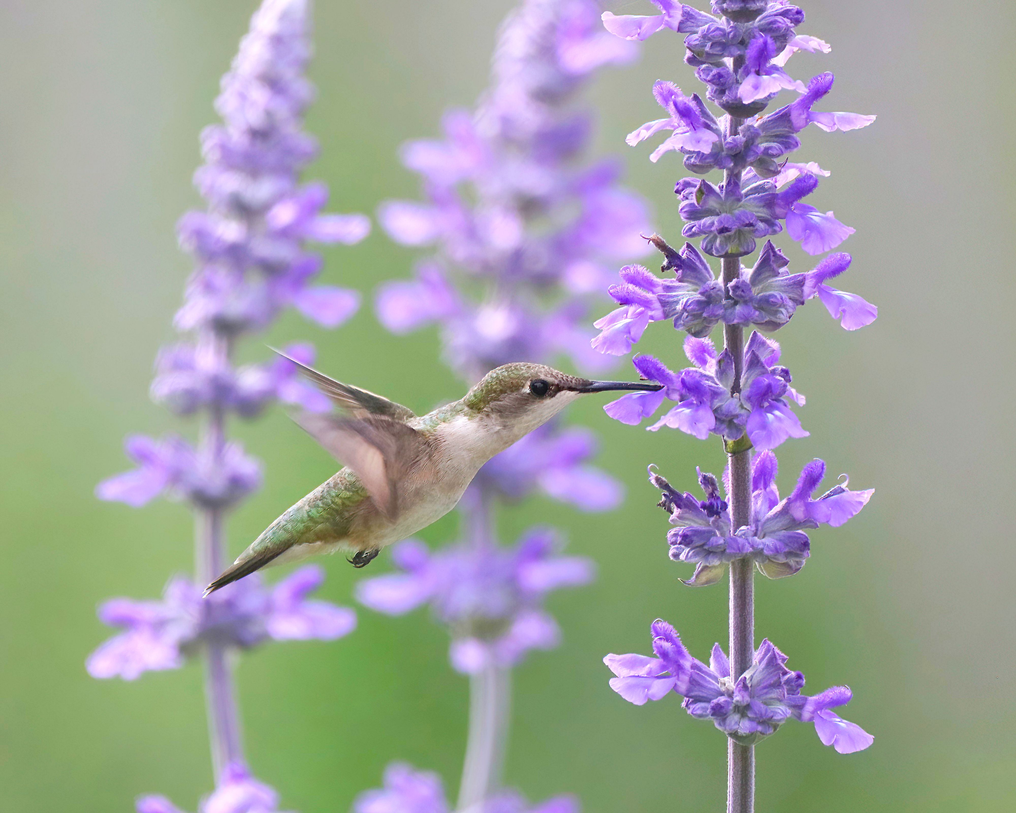 Hummingbird Feeding on Lavender Blossoms in Spring · Free Stock Photo