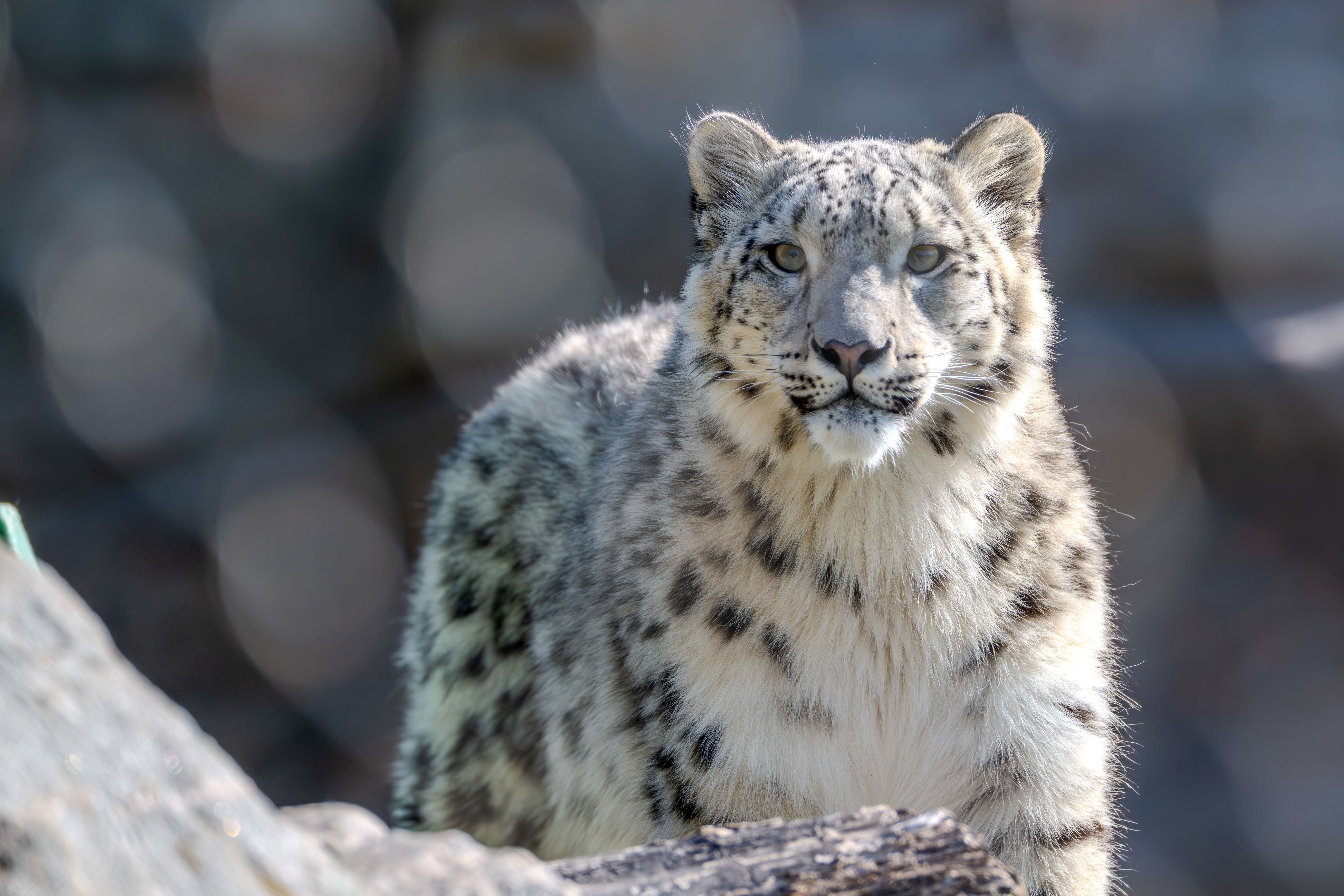 Snow Leopard in Sunlit Natural Habitat · Free Stock Photo