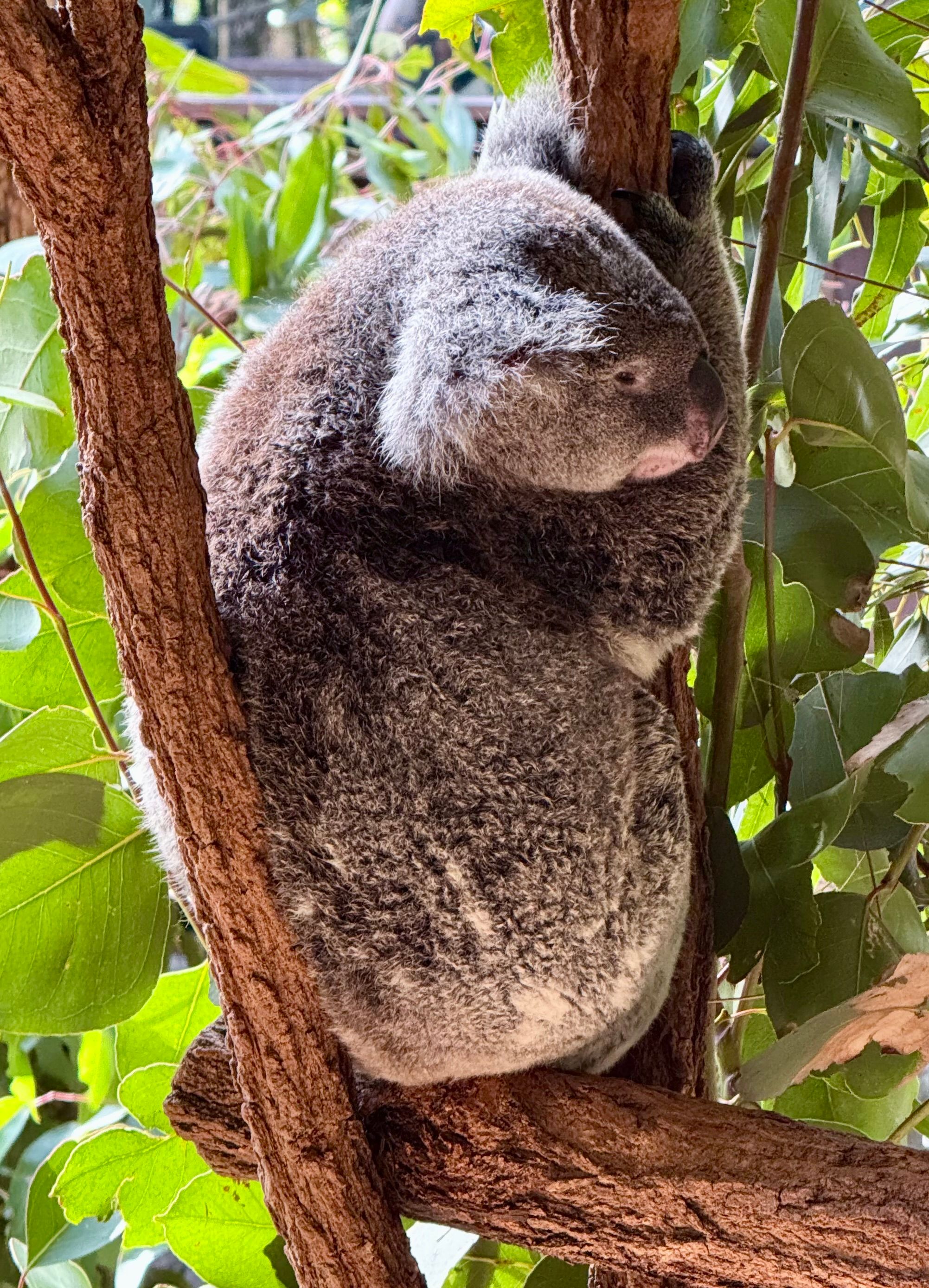 Koala Wallpaper Photos, Download The BEST Free Koala Wallpaper Stock ...