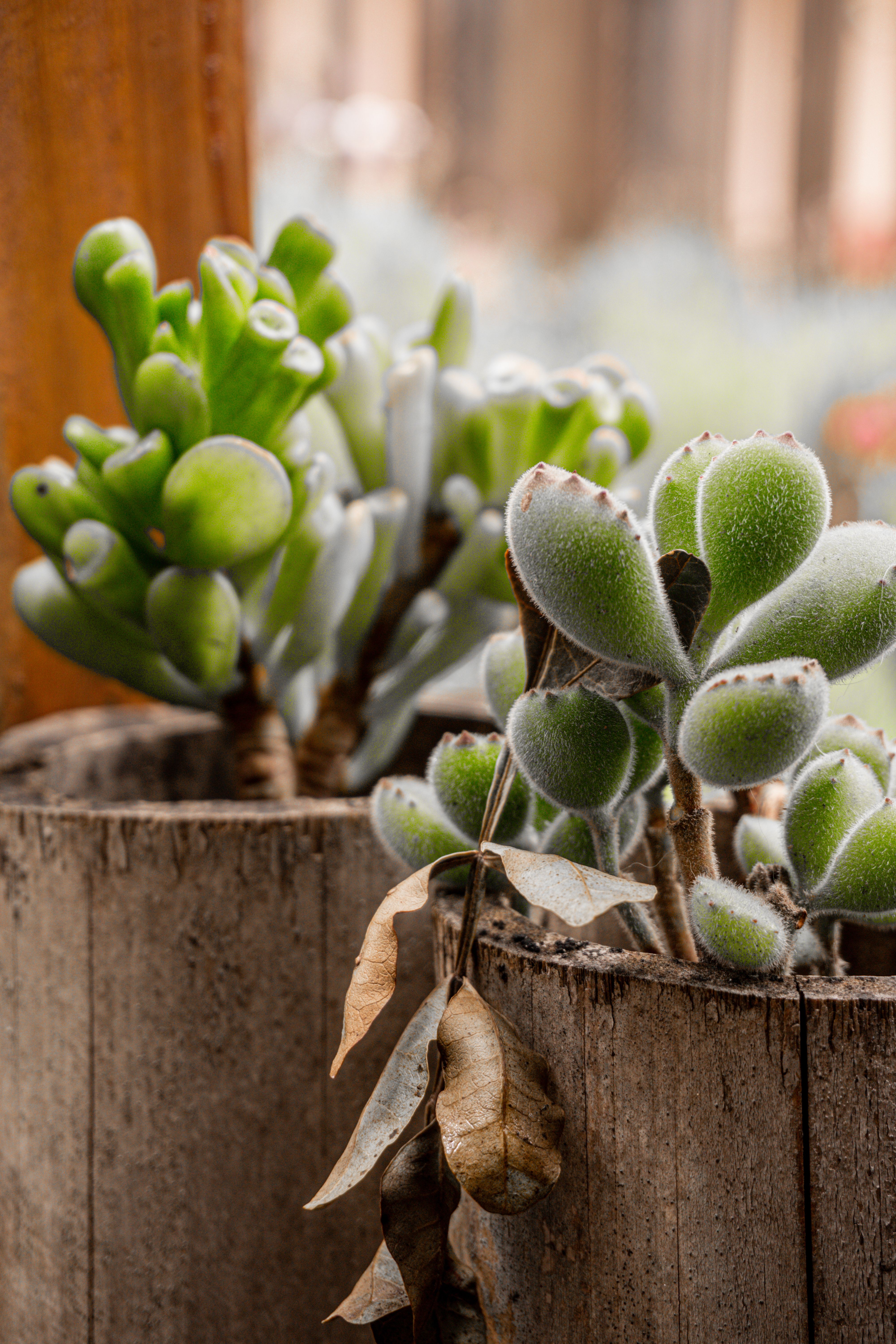 Succulent Composition Photos, Download The BEST Free Succulent ...