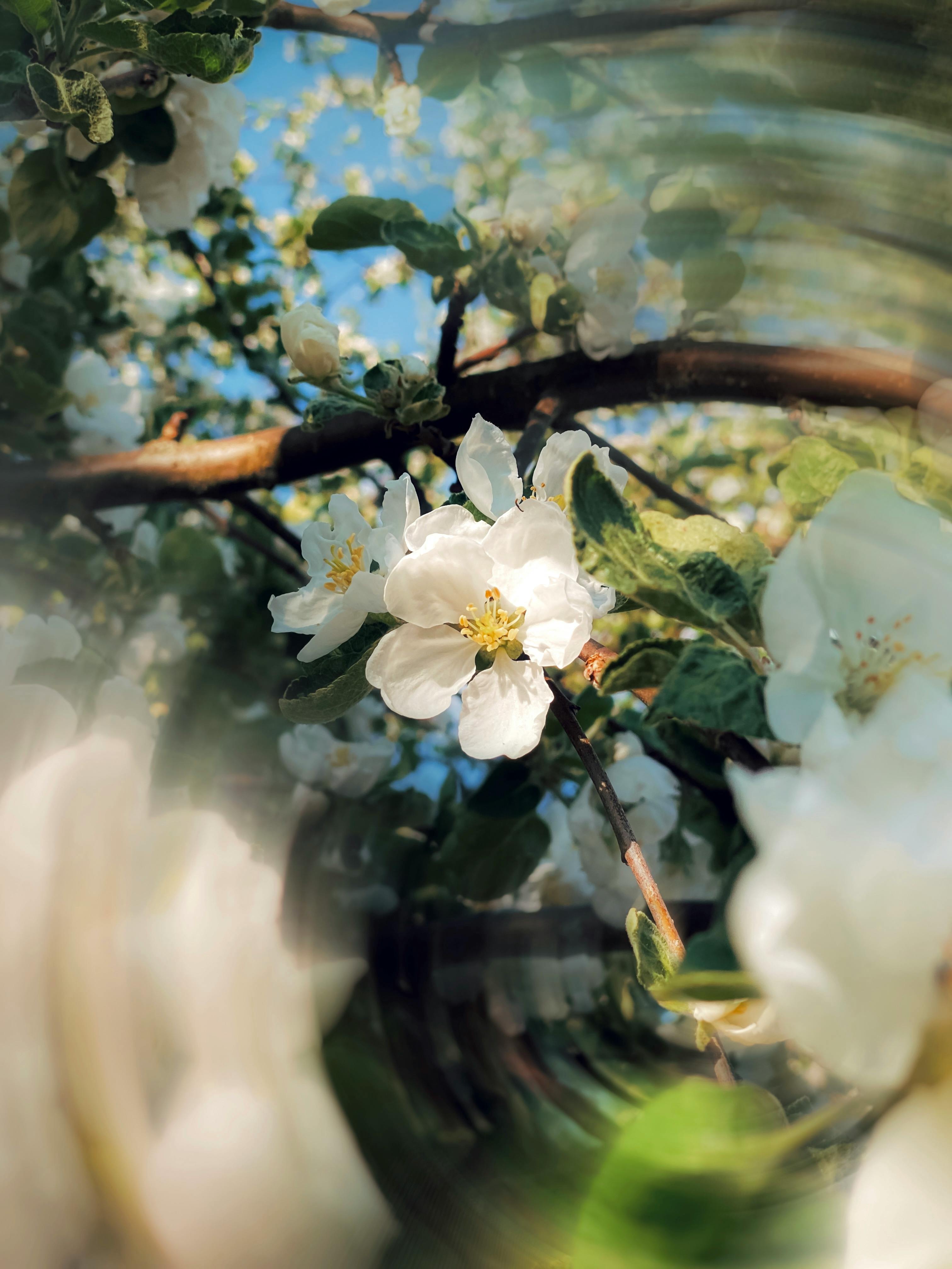 Apple Tree Photos, Download The BEST Free Apple Tree Stock Photos & HD ...