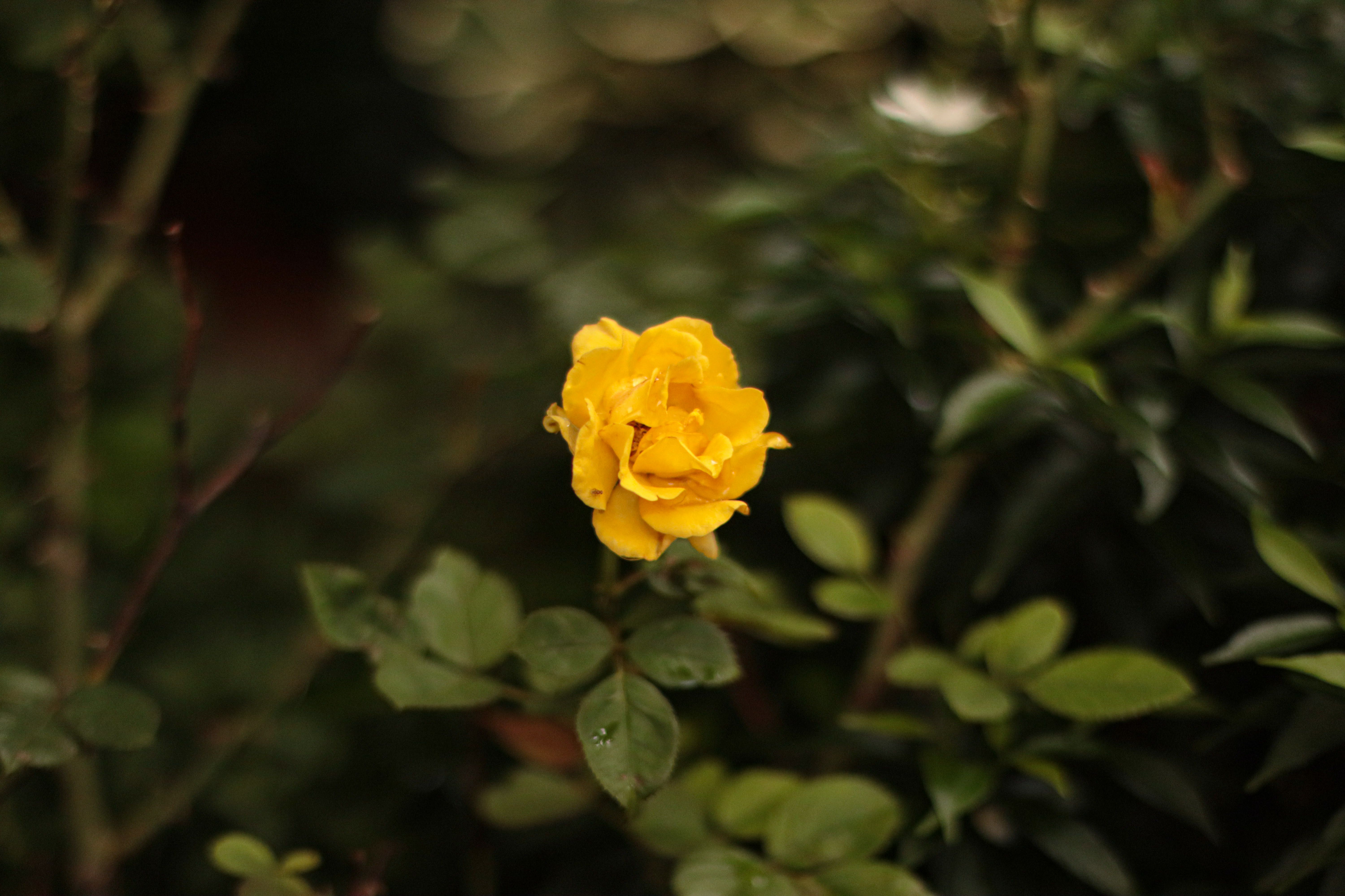 Yellow Rose Photos, Download The BEST Free Yellow Rose Stock Photos ...