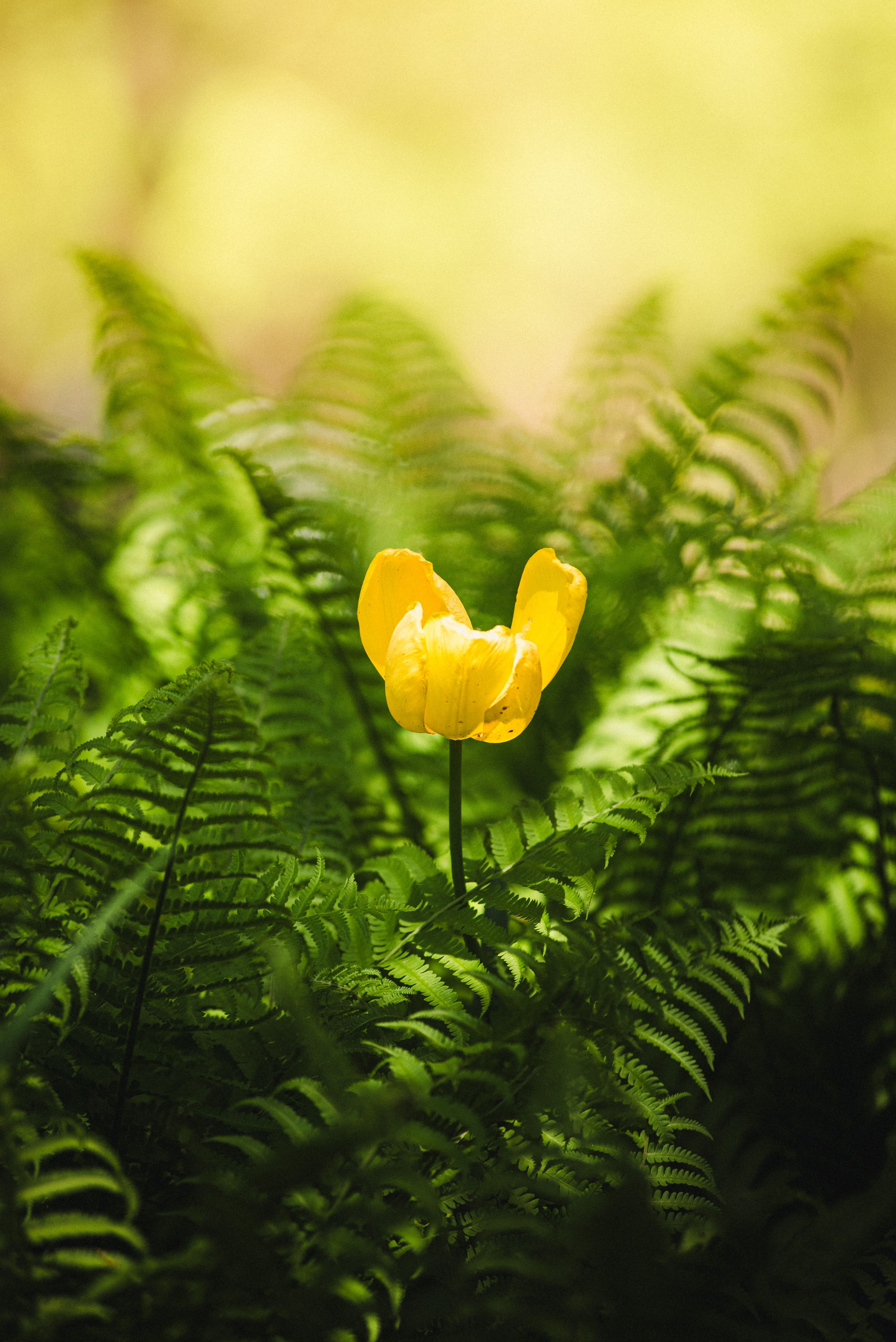 Bright Yellow Tulip Amongst Lush Green Ferns · Free Stock Photo