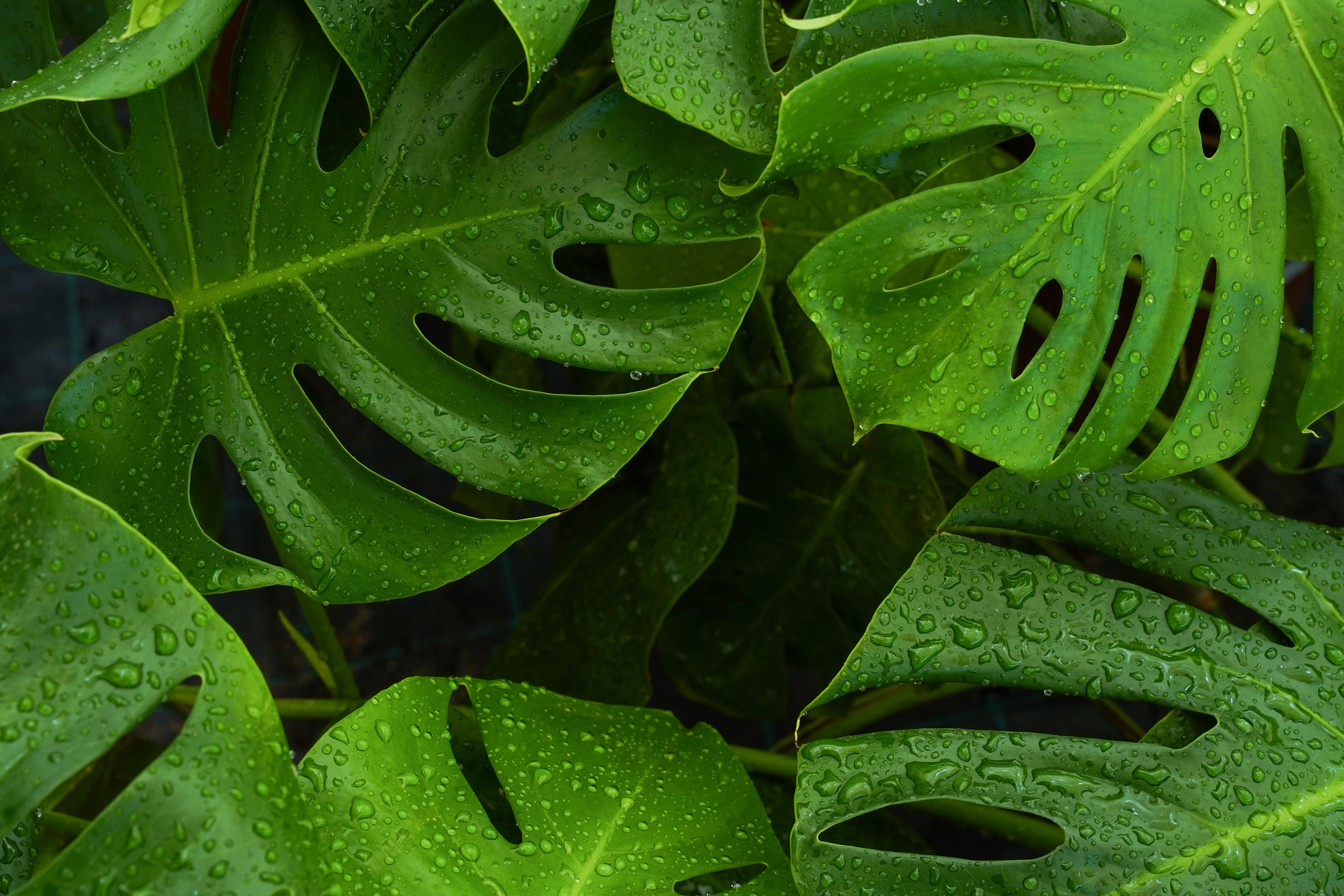 Close-up of Monstera Leaves with Dew Drops · Free Stock Photo