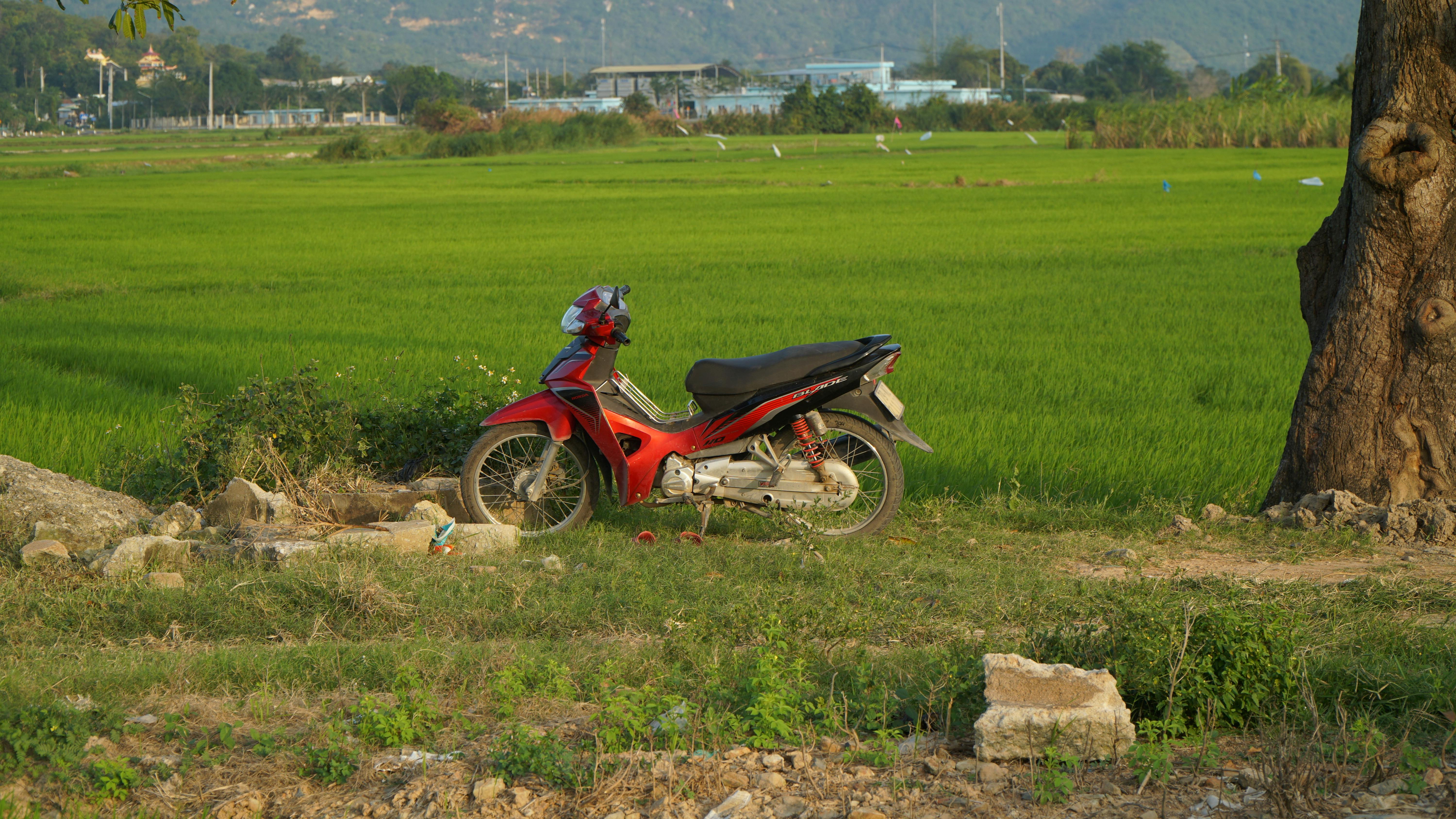 Red Motorcycle Parked in Green Rice Field · Free Stock Photo
