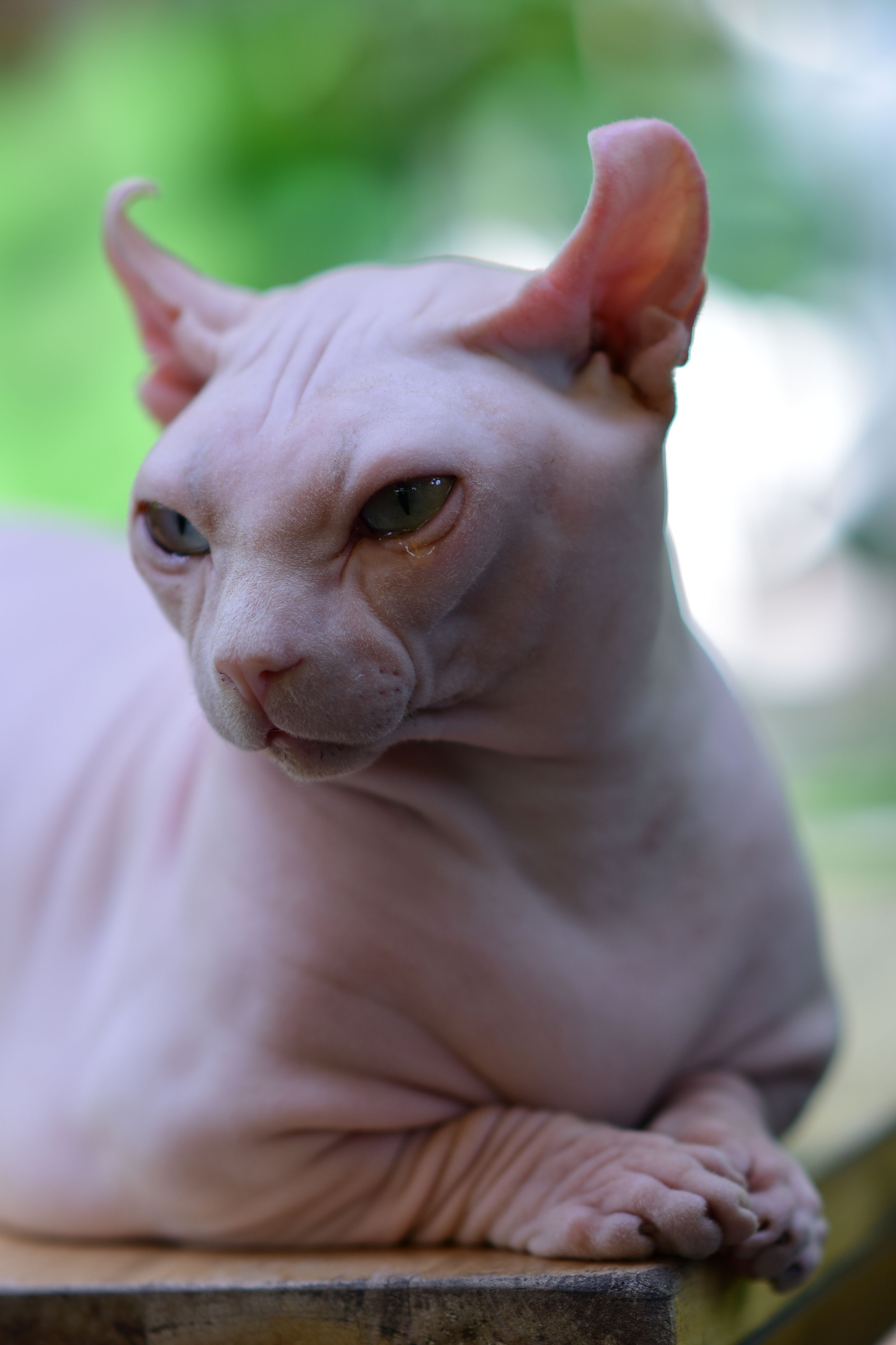 Close-Up of Hairless Sphynx Cat with Pensive Expression · Free Stock Photo