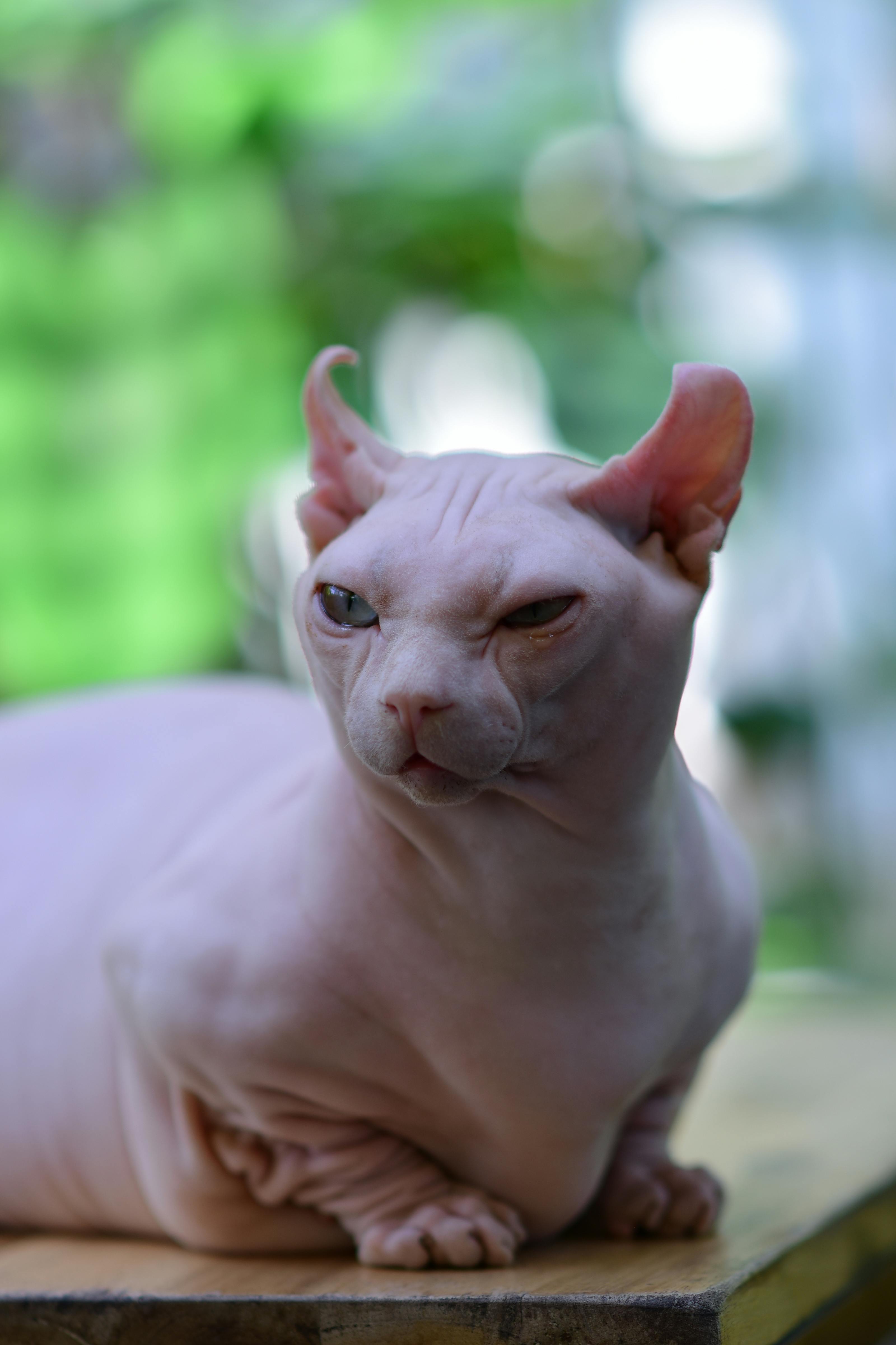 Cat Wrinkles Photos, Download The BEST Free Cat Wrinkles Stock Photos ...