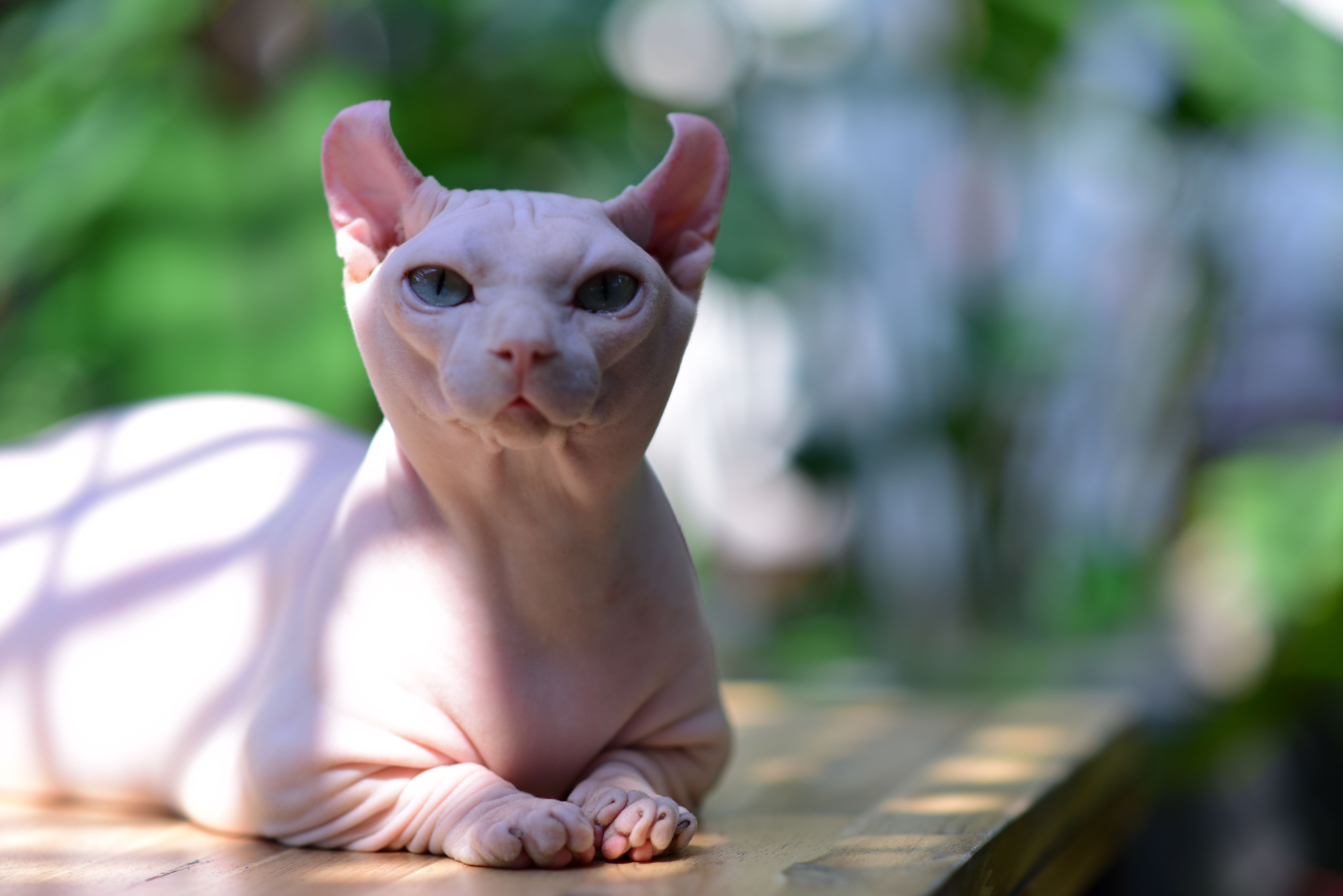 Rosy Skin Photos, Download The BEST Free Rosy Skin Stock Photos & HD Images