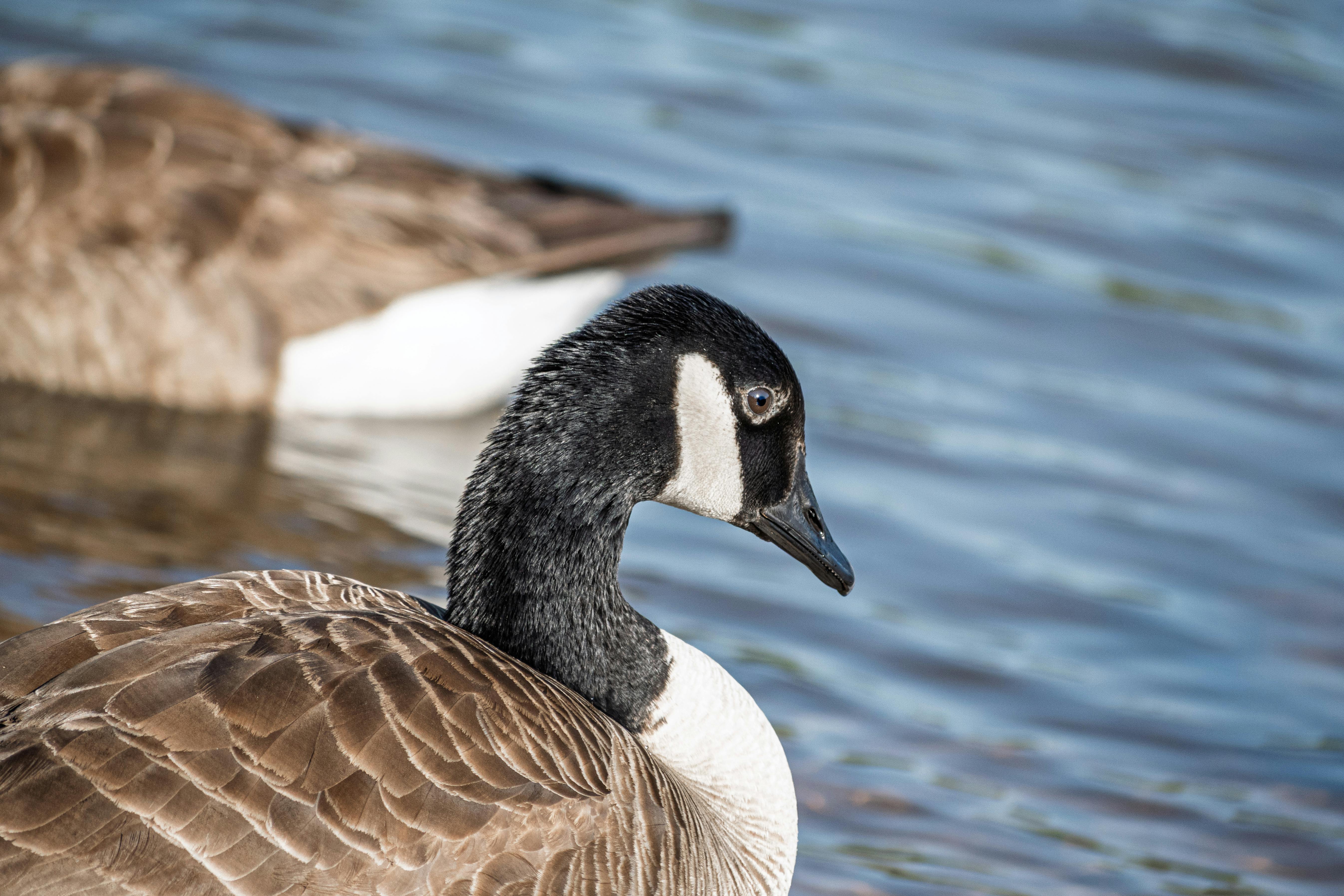 Close-Up Portrait of a Canada Goose · Free Stock Photo
