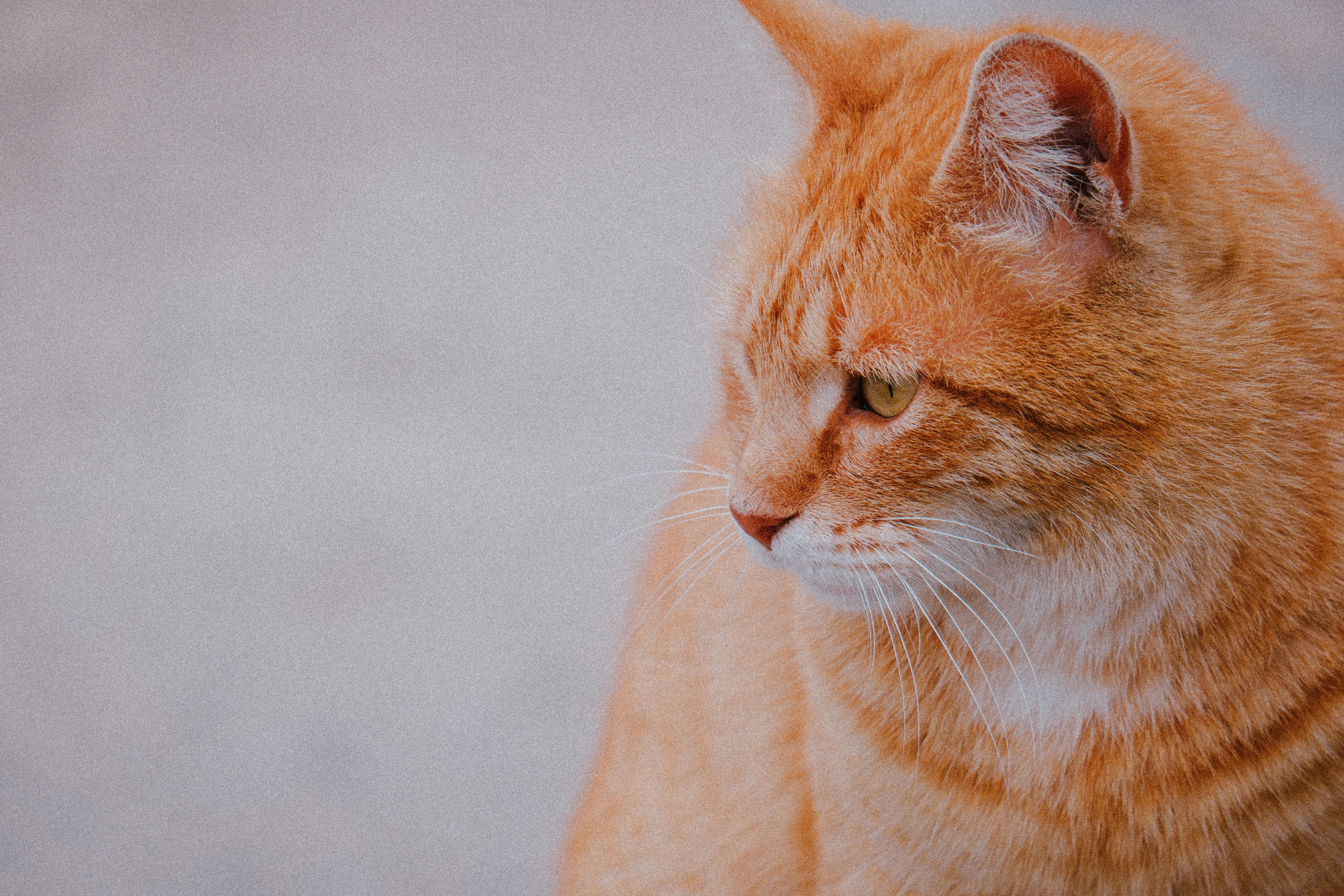 Orange Tabby Cat Portrait in Soft Focus · Free Stock Photo