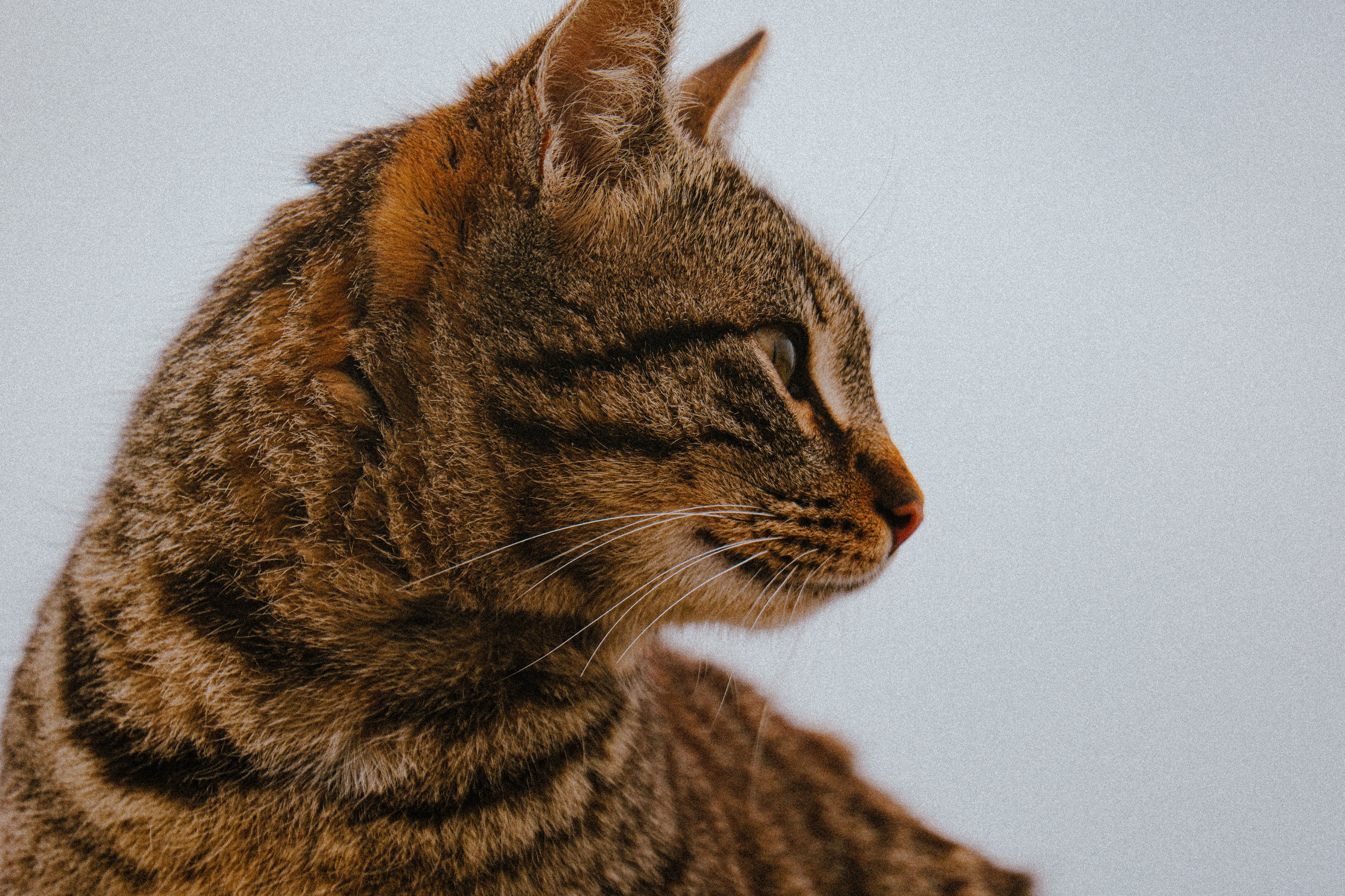 Close-up of a Tabby Cat in Profile View · Free Stock Photo