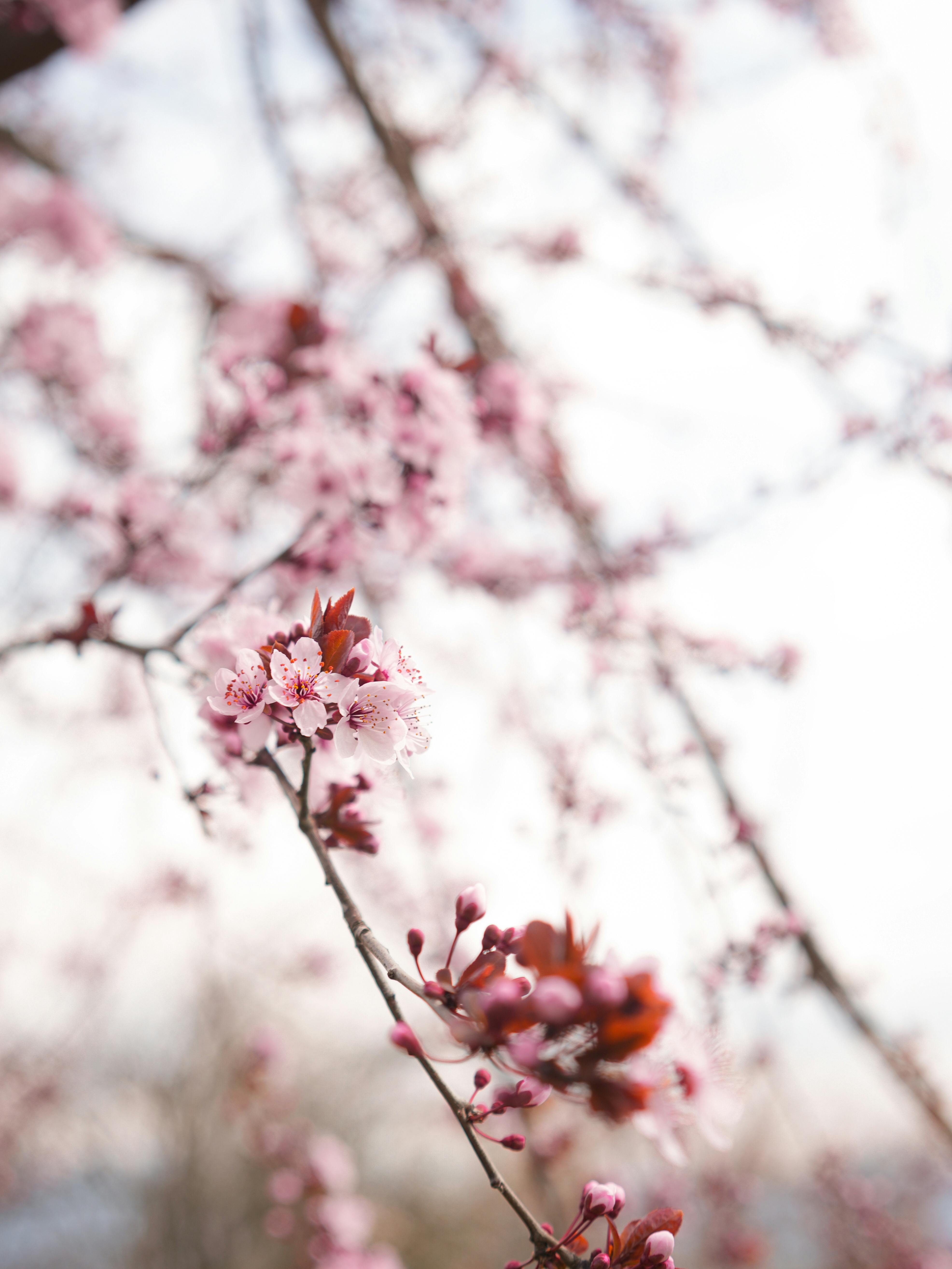 Beautiful Cherry Blossoms in Spring, Srinagar · Free Stock Photo