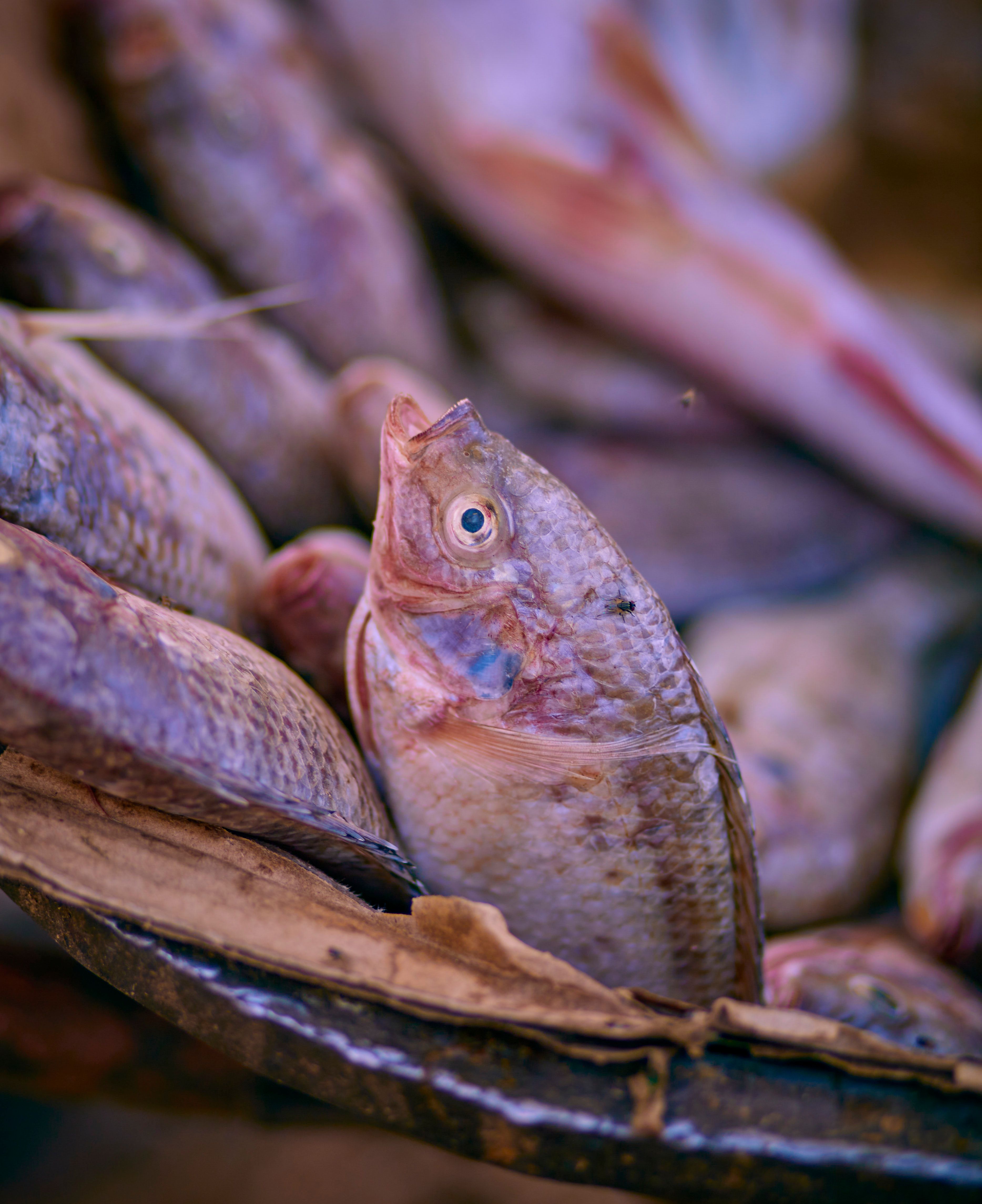 Flounder Fish Photos, Download The BEST Free Flounder Fish Stock Photos ...