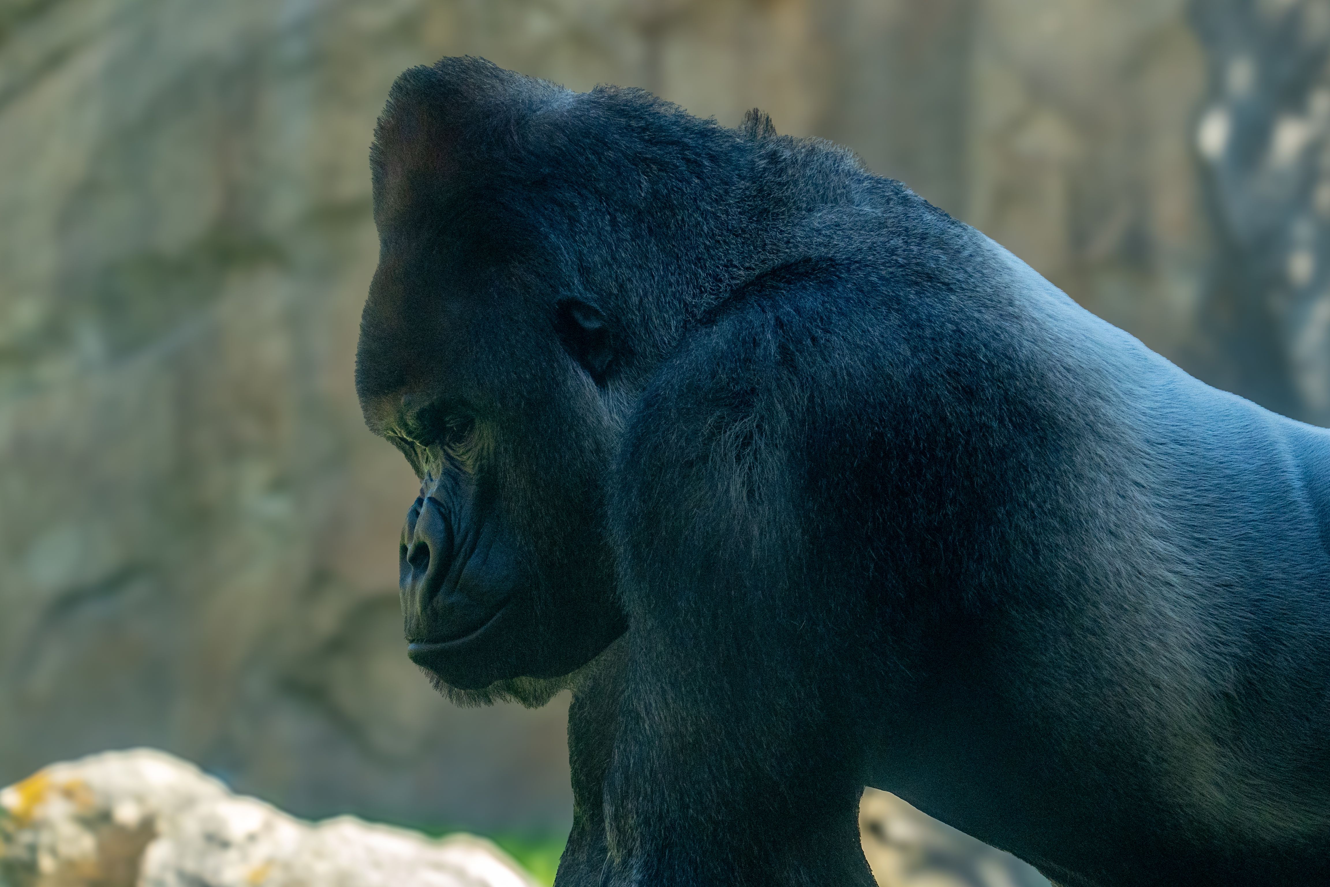 Majestic Gorilla in Lush Green Jungle Habitat · Free Stock Photo