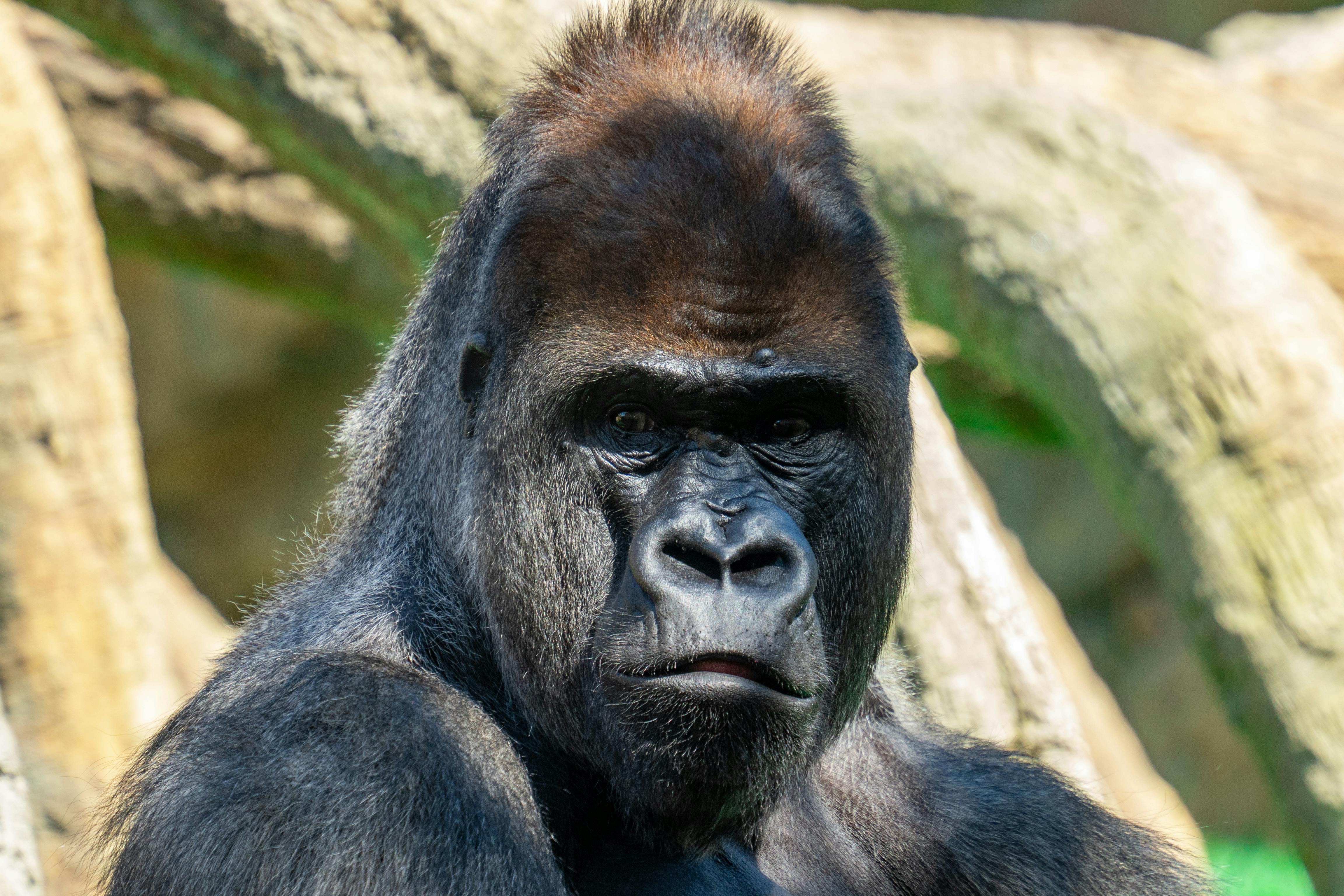 Creature Photos, Download The BEST Free Creature Stock Photos & HD Images