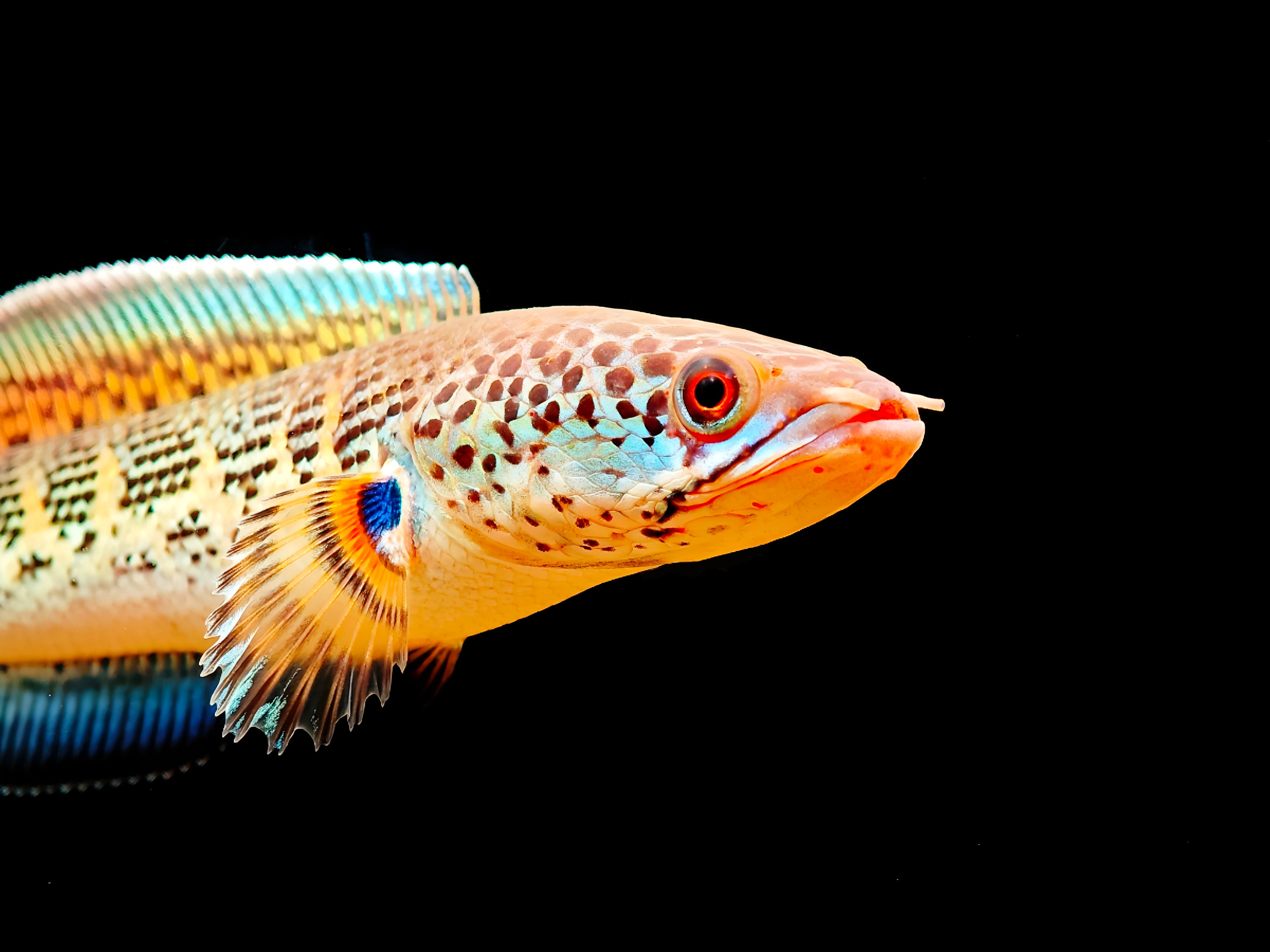 Vibrant Freshwater Fish Portrait on Black Background · Free Stock Photo