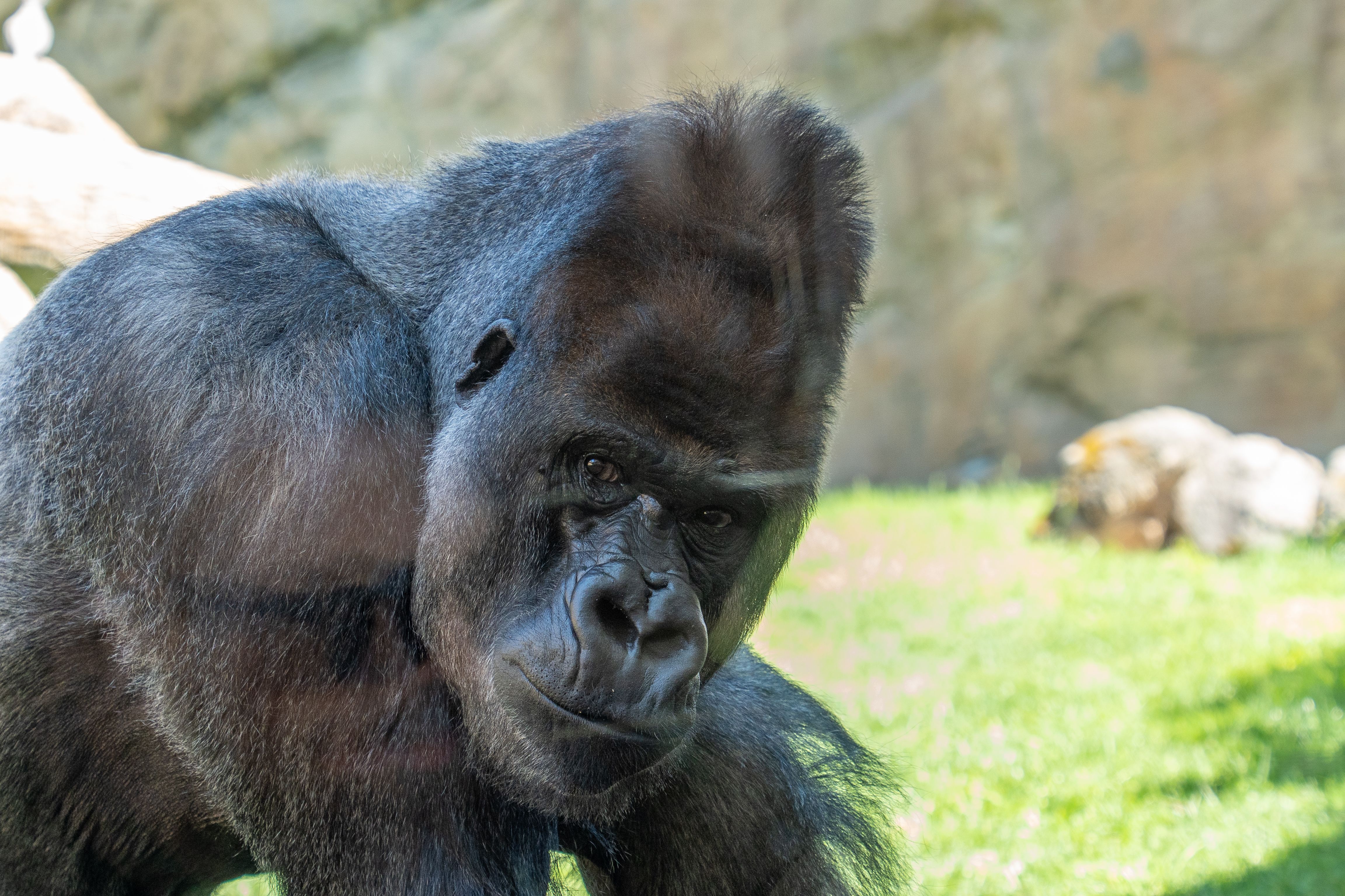 Close-up Portrait of a Western Gorilla in Natural Habitat · Free Stock ...