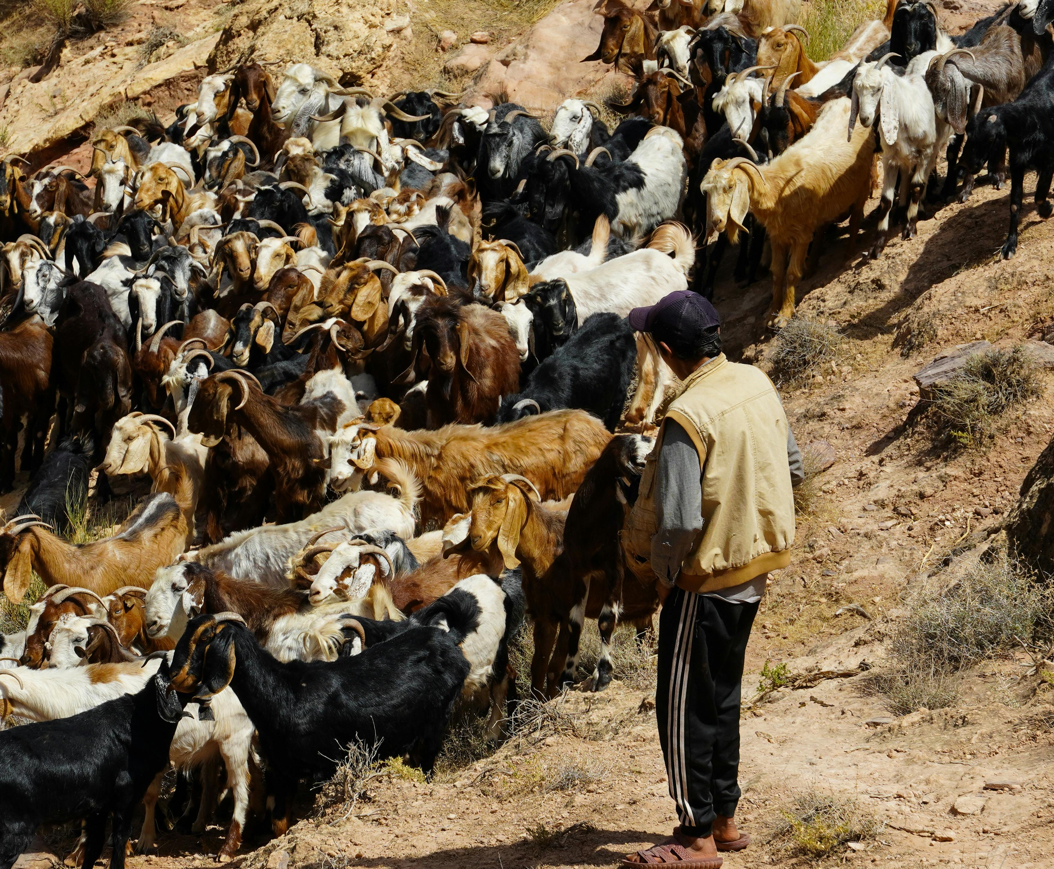 Bendera Jordan Photos, Download The BEST Free Bendera Jordan Stock ...