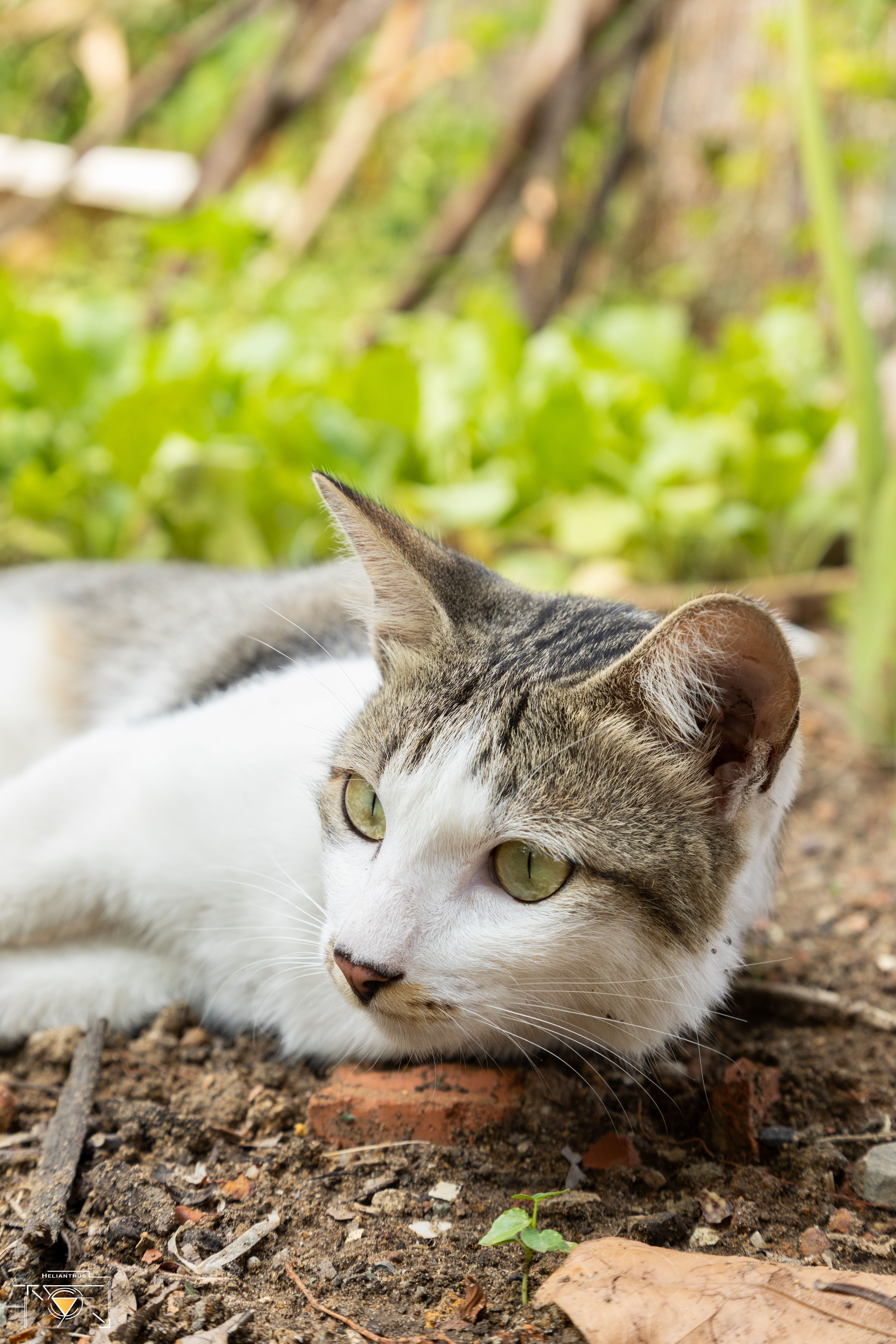Cats In Nature Photos, Download The BEST Free Cats In Nature Stock ...