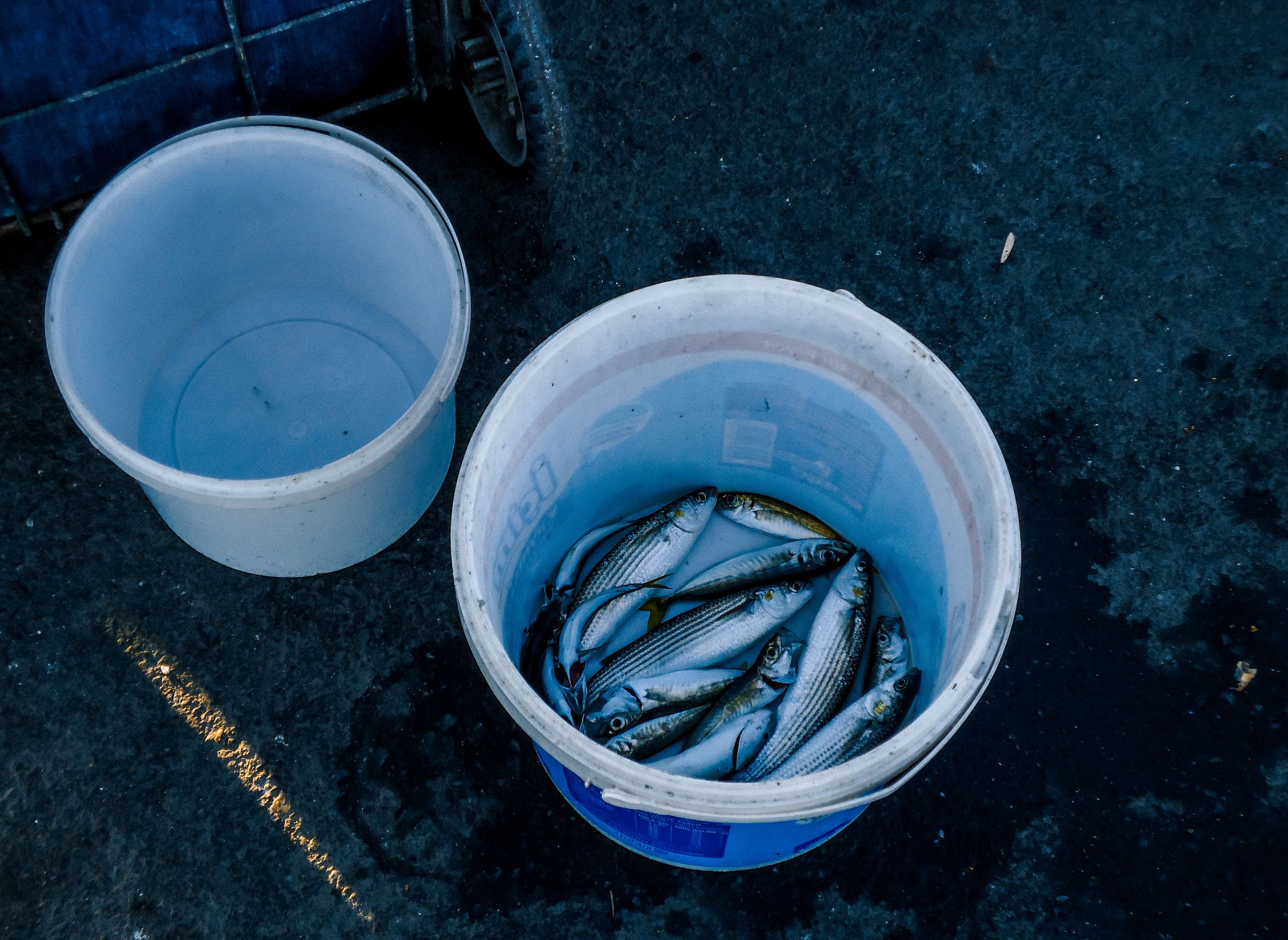 Fisheries Capture Photos, Download The BEST Free Fisheries Capture ...