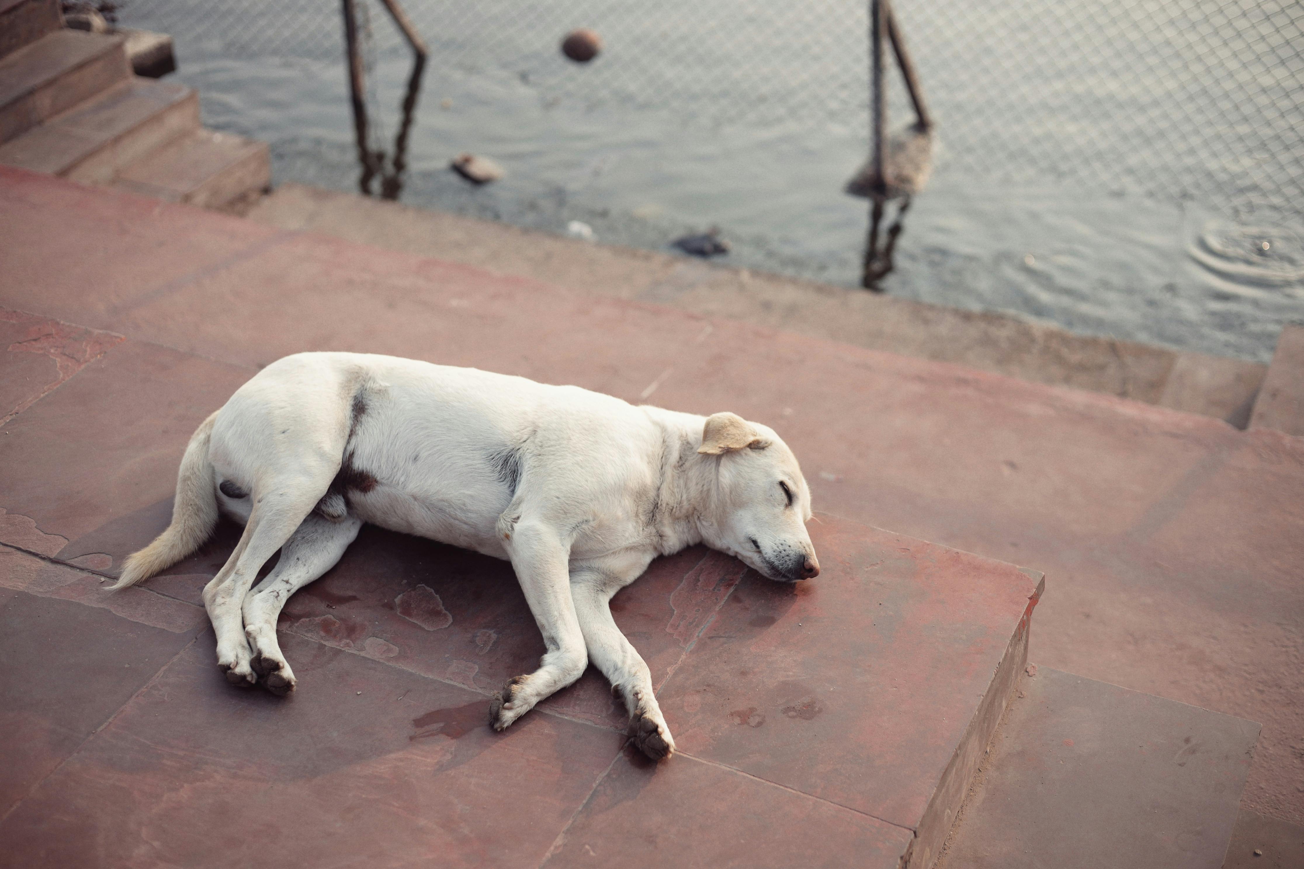 Freen India Landscape Photos, Download The BEST Free Freen India ...