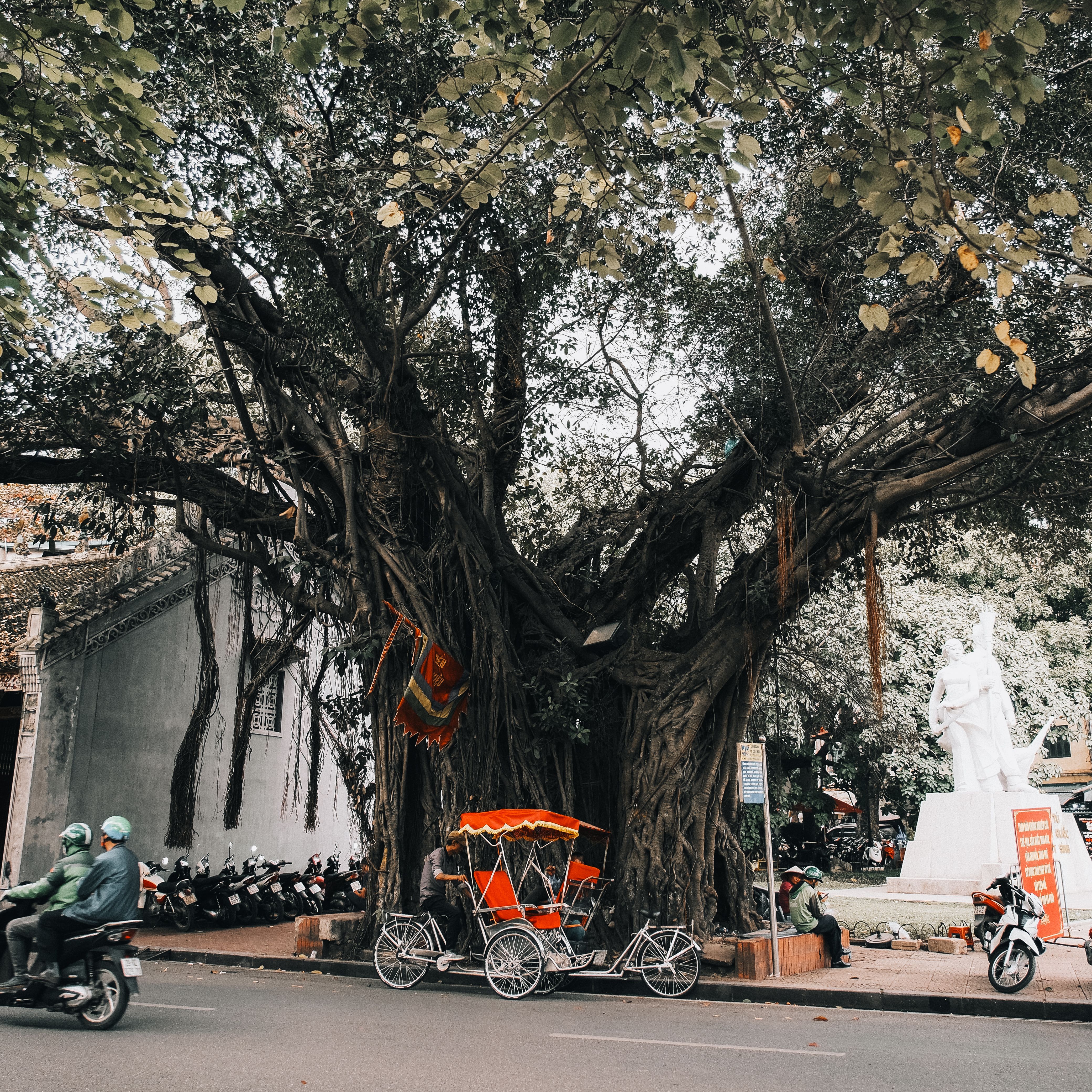 Iconic Banyan Tree in Hà Nội Street Scene · Free Stock Photo