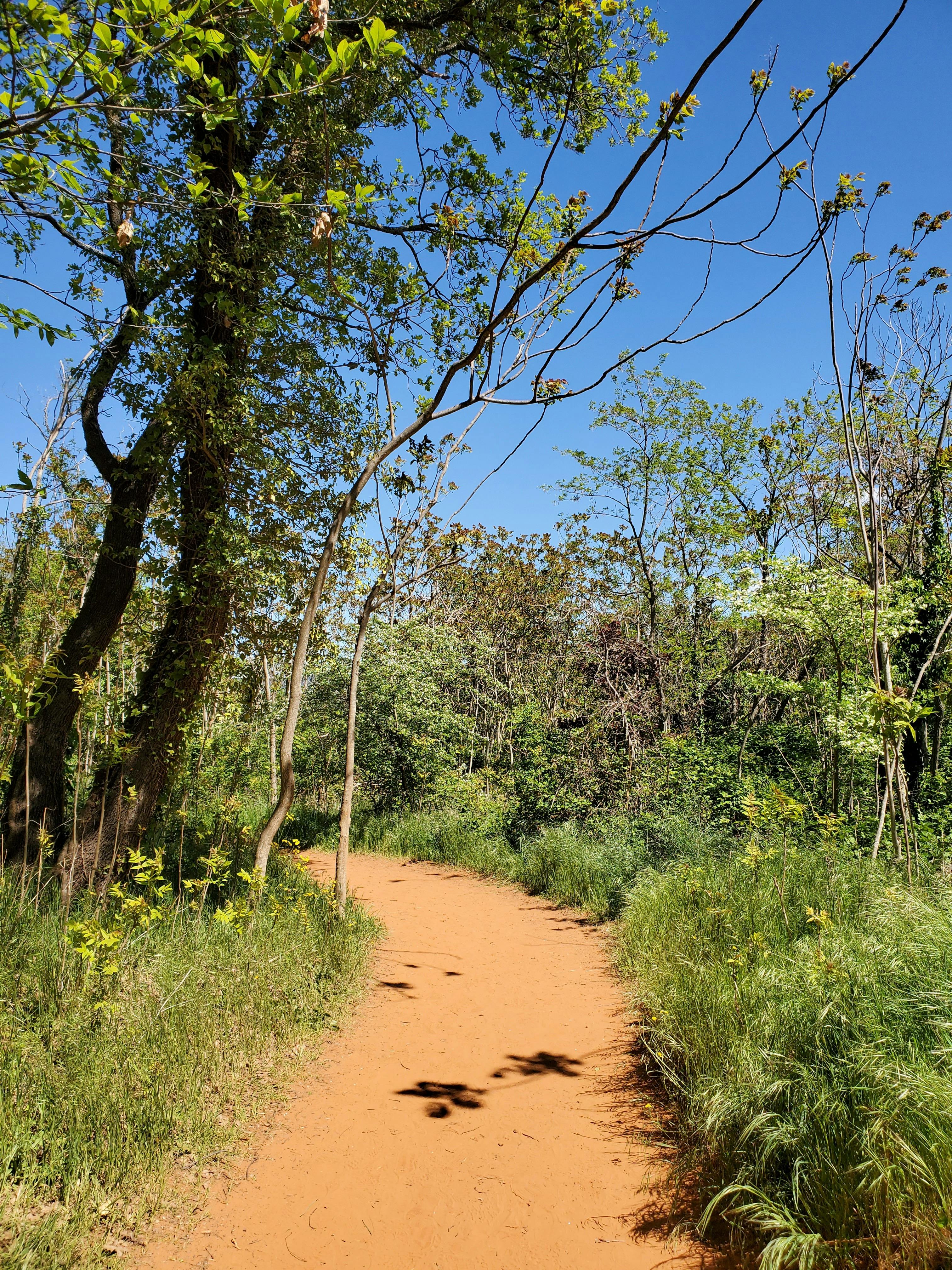 Tranquil Forest Path in Spring Sunshine · Free Stock Photo