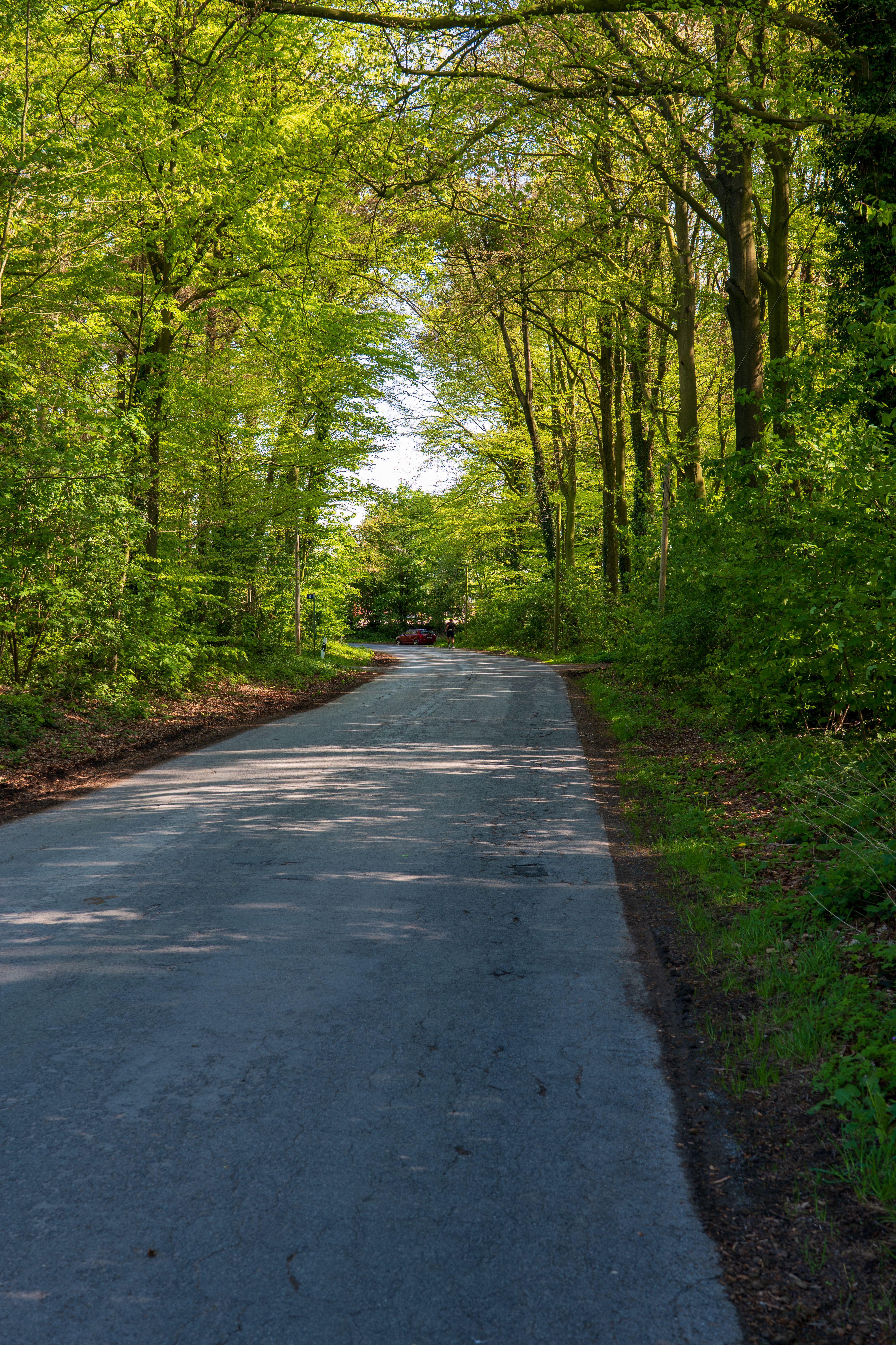 Serene Forest Road Pathway in Spring · Free Stock Photo